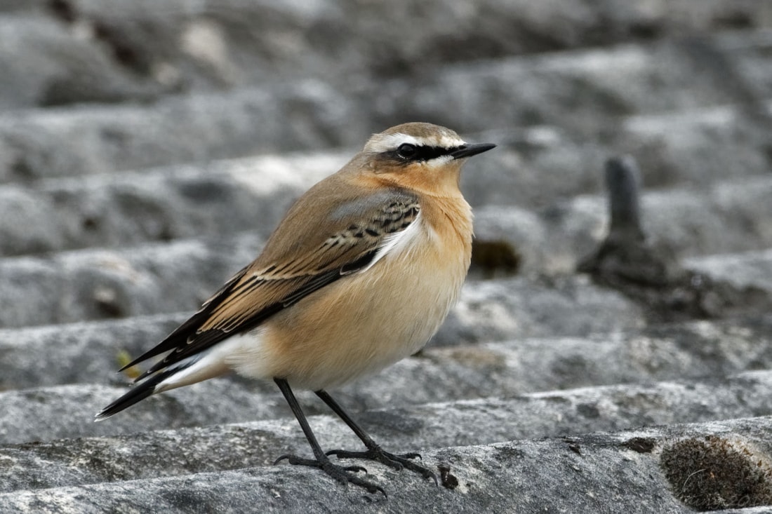 Northern Wheatear by Frank Golding - BirdGuides