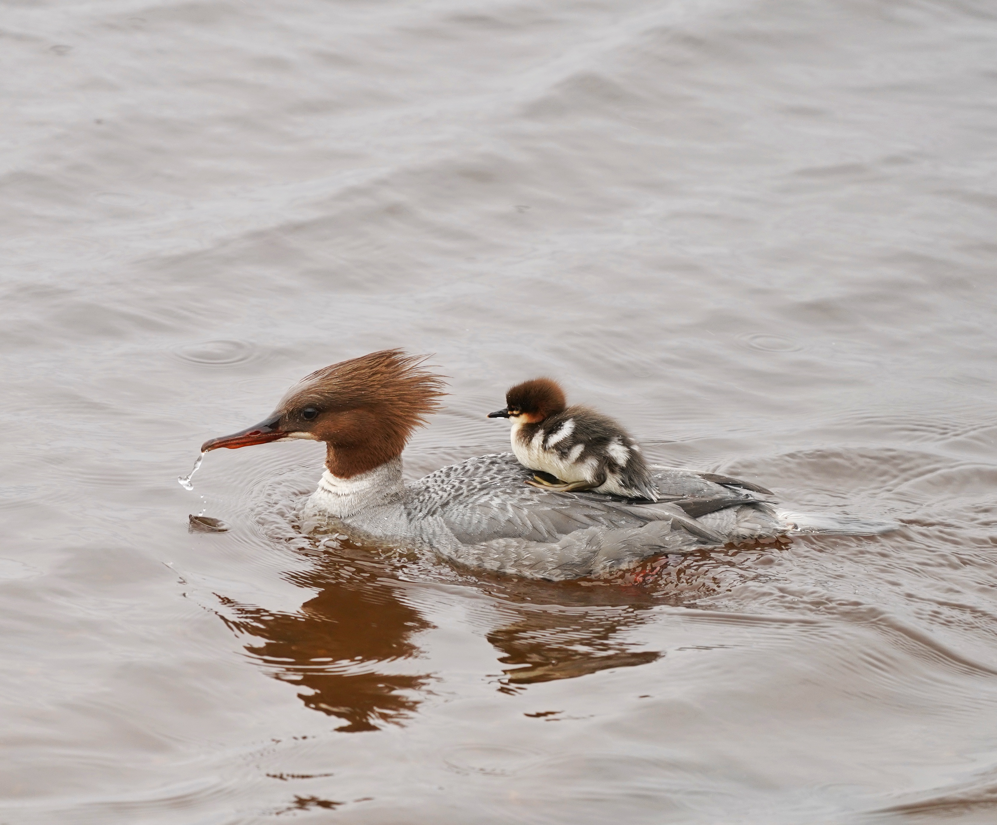Goosander killed on RSPB reserve in Lake District - BirdGuides