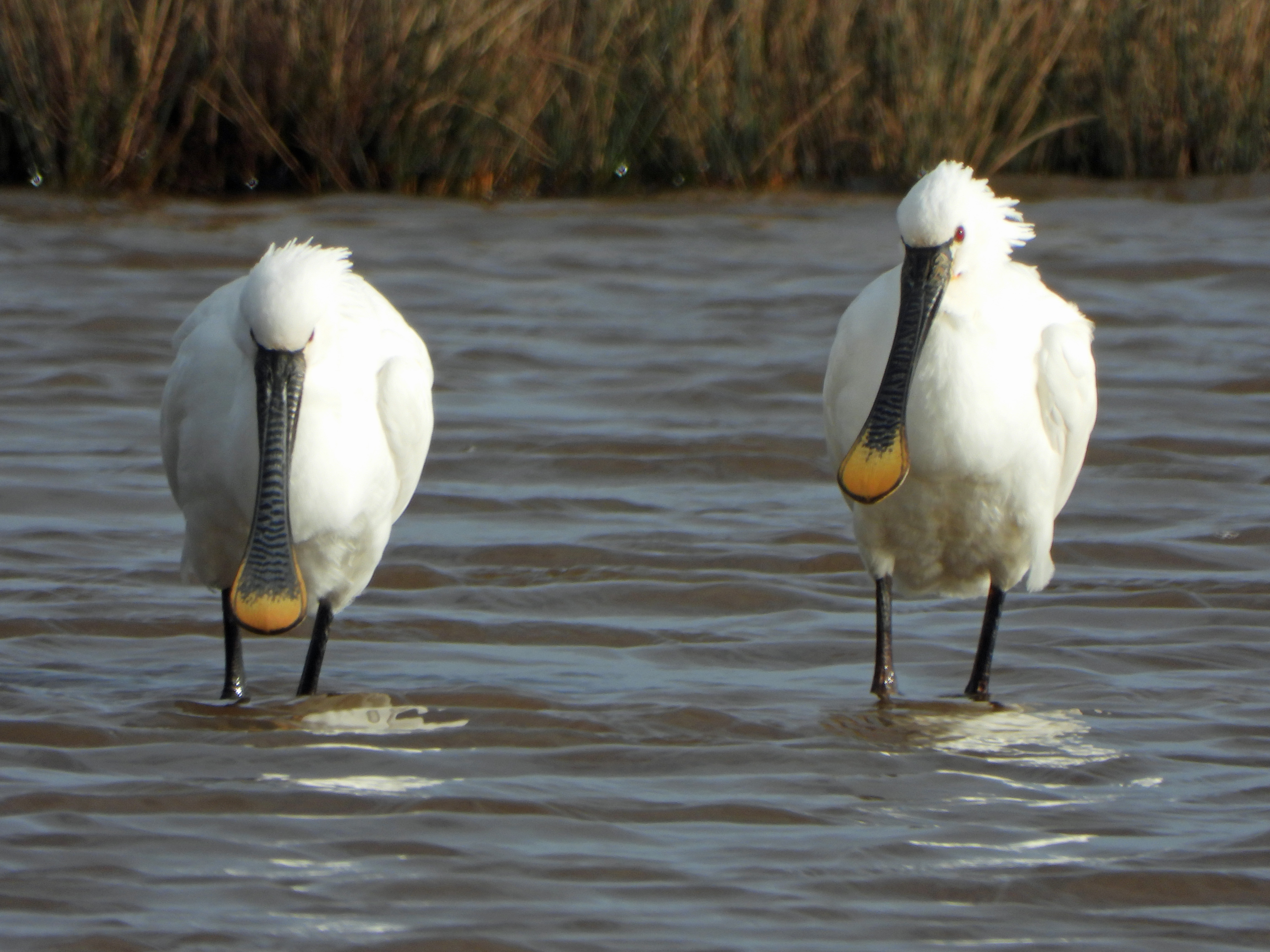 Eurasian Spoonbill by Paul Boult - BirdGuides
