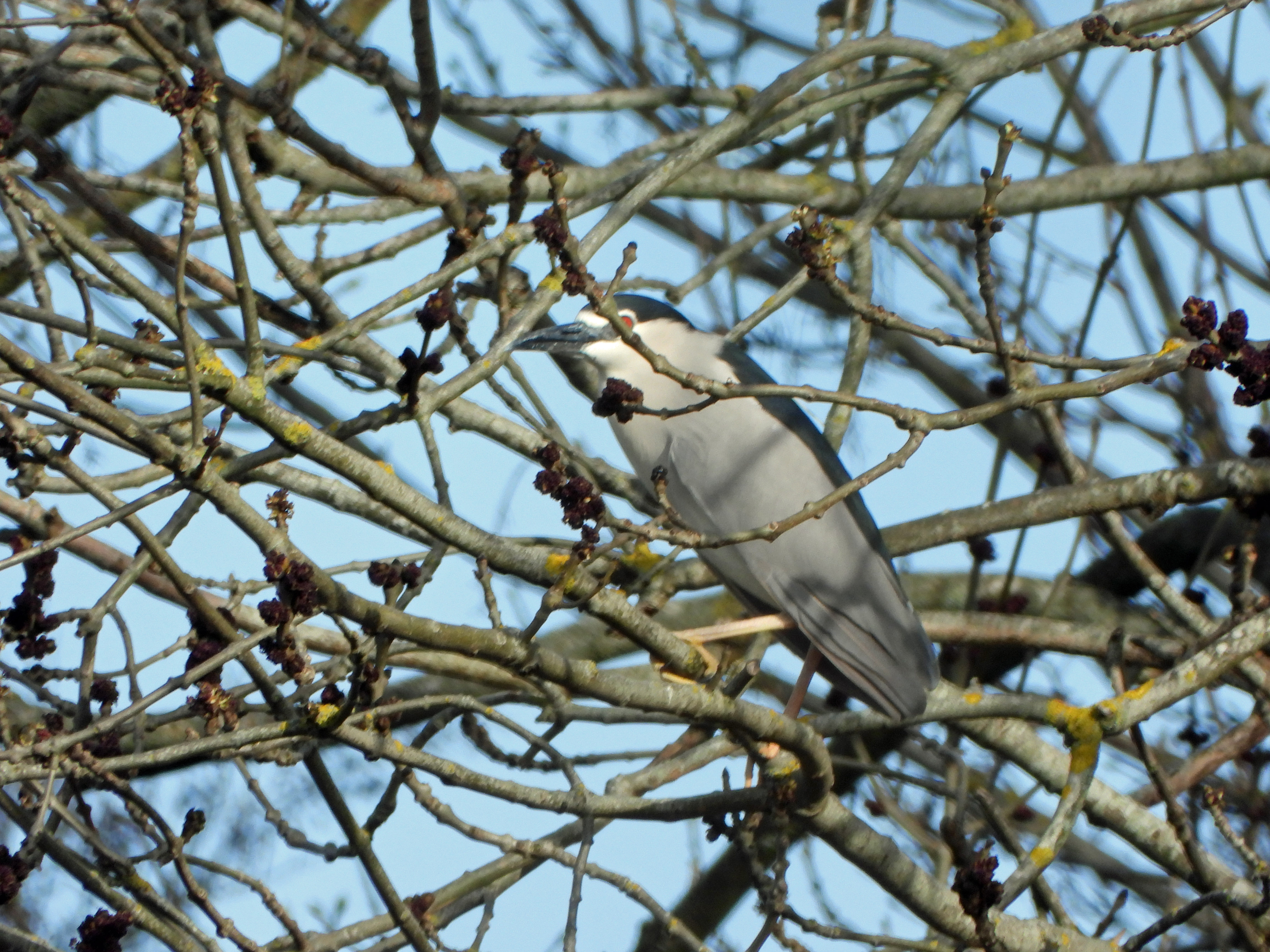 Black-crowned Night Heron by Paul Boult - BirdGuides