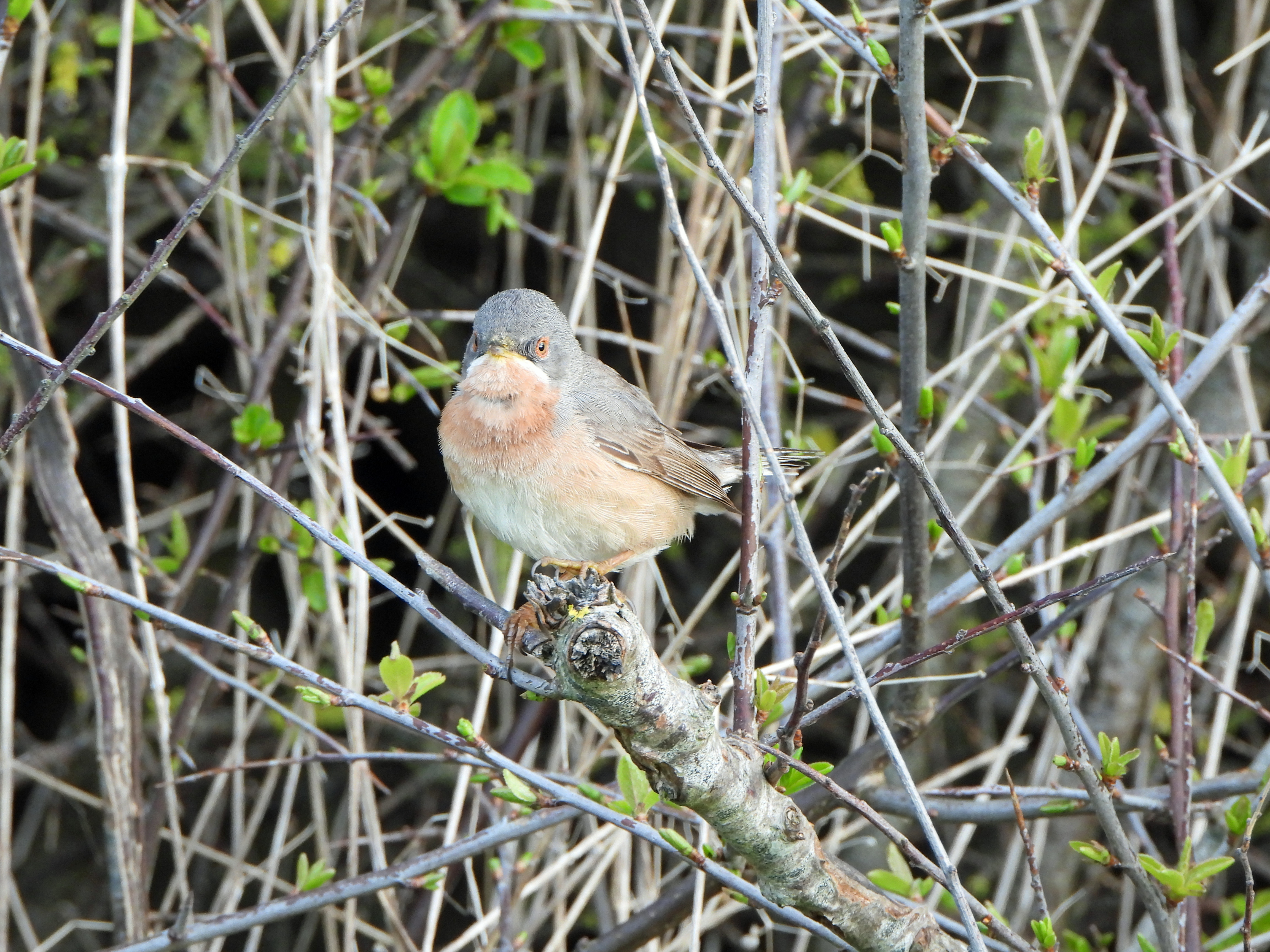 Western Subalpine Warbler by Paul Boult - BirdGuides