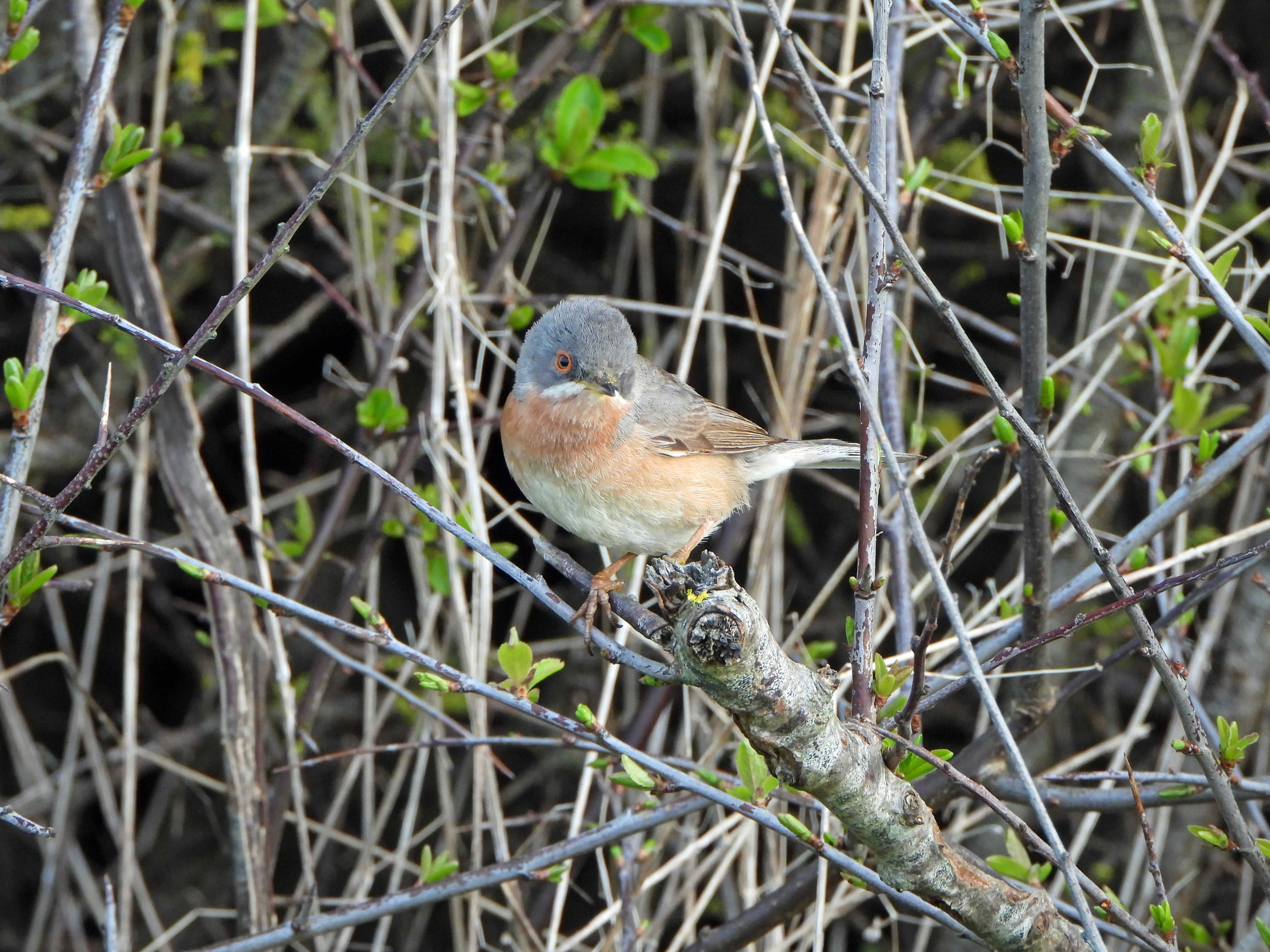 Western Subalpine Warbler by Paul Boult - BirdGuides