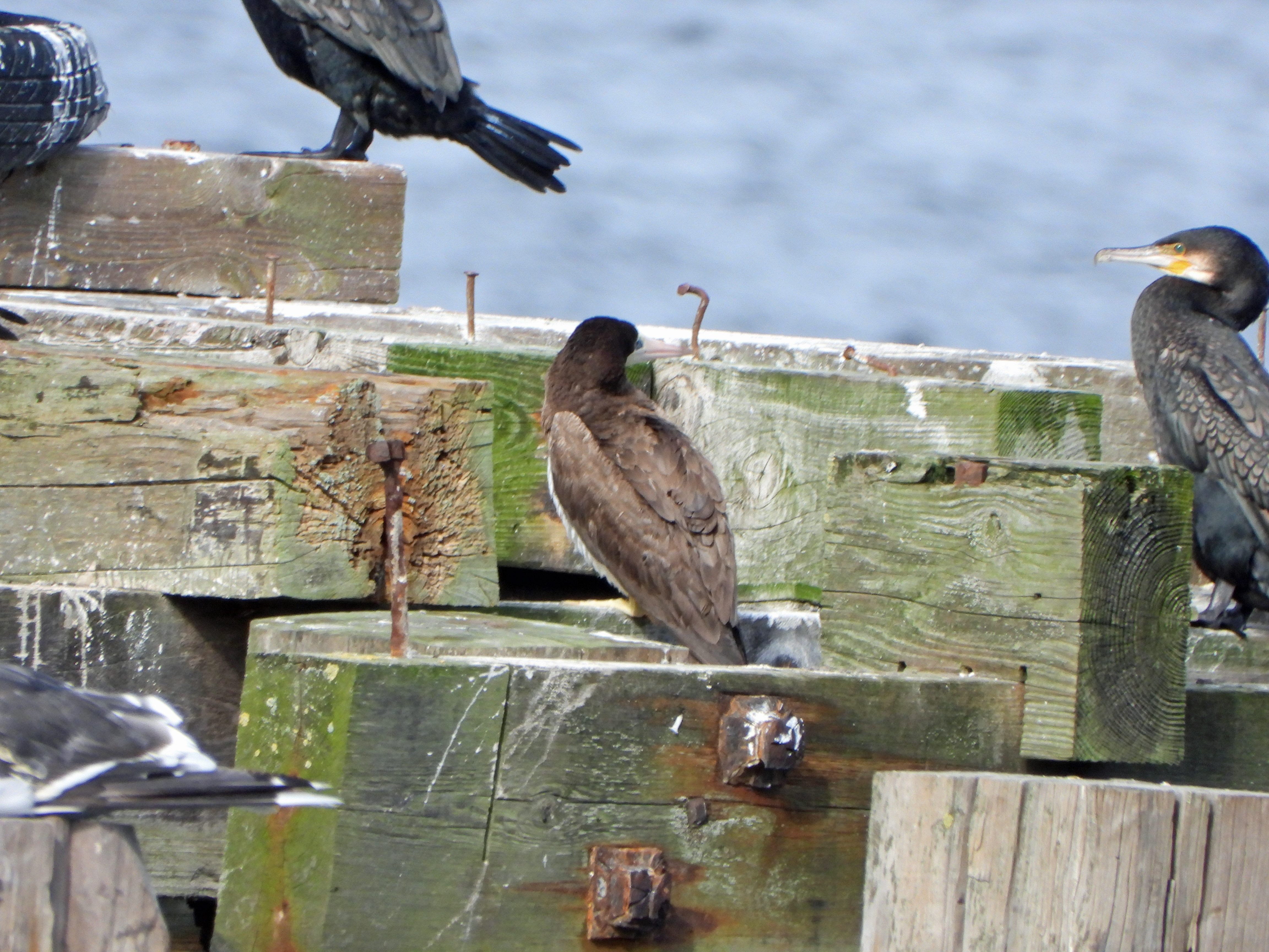 Brown Booby by Paul Boult - BirdGuides