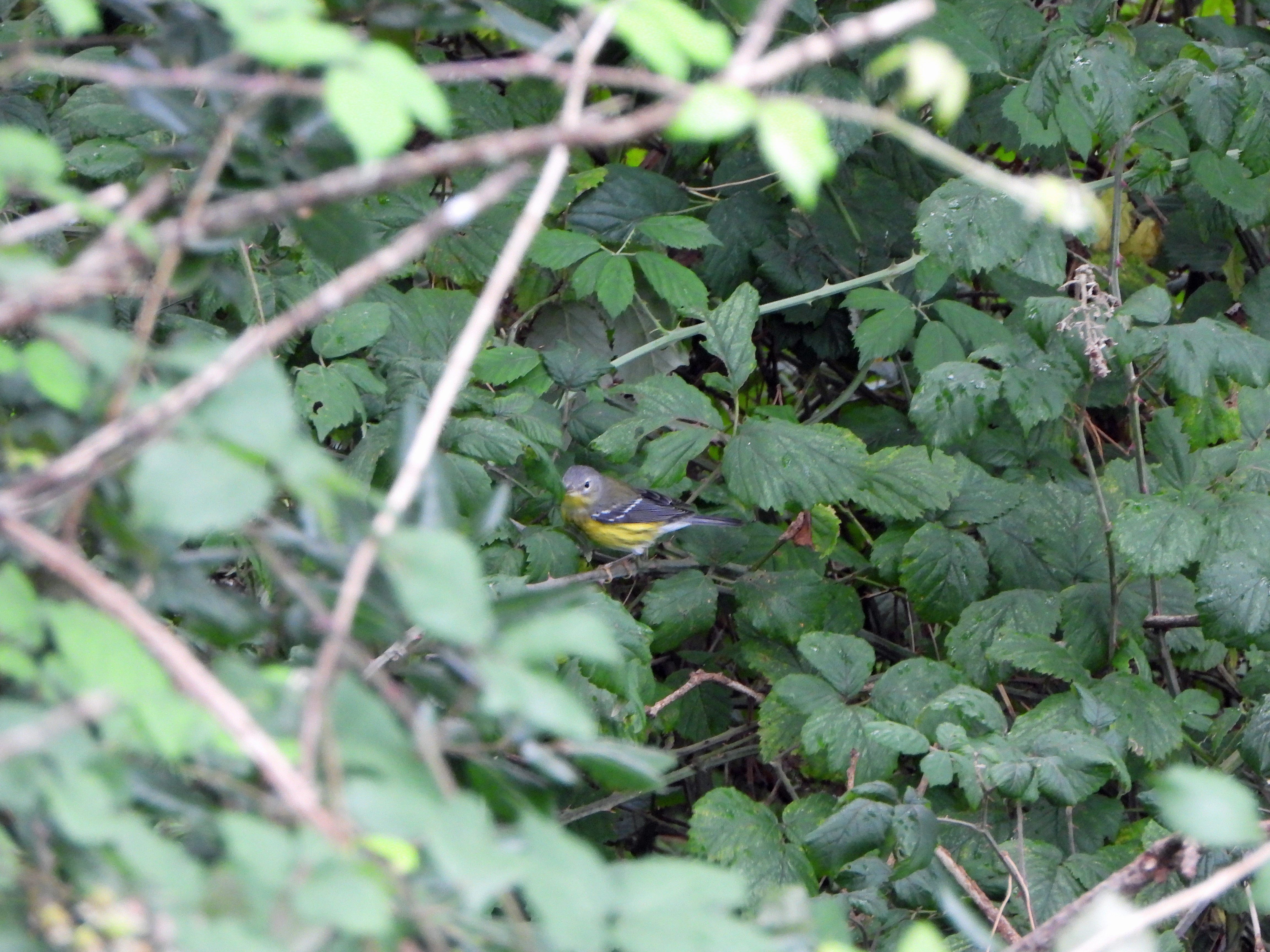 Magnolia Warbler by Paul Boult - BirdGuides
