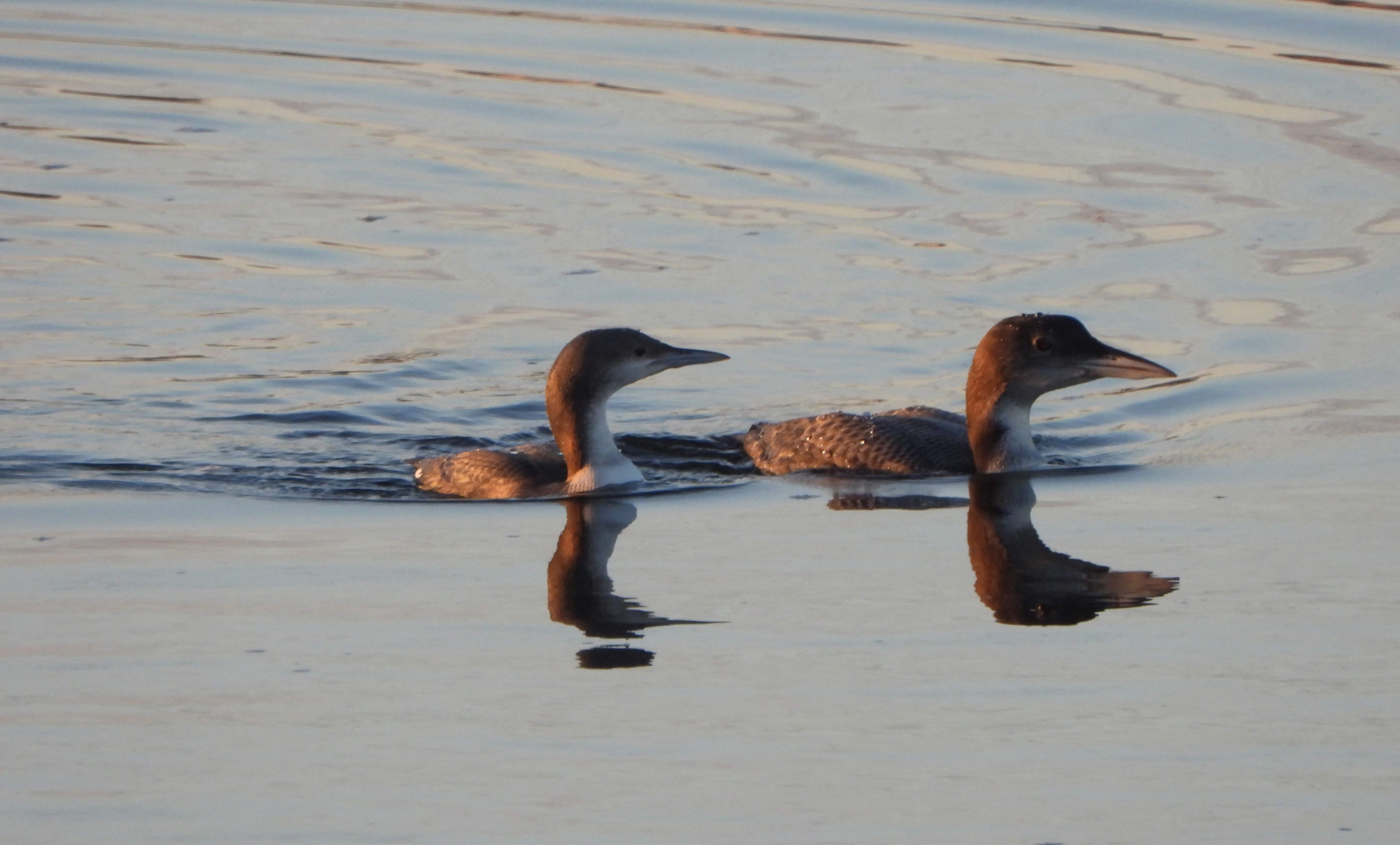 Black-throated Diver by Paul Boult - BirdGuides