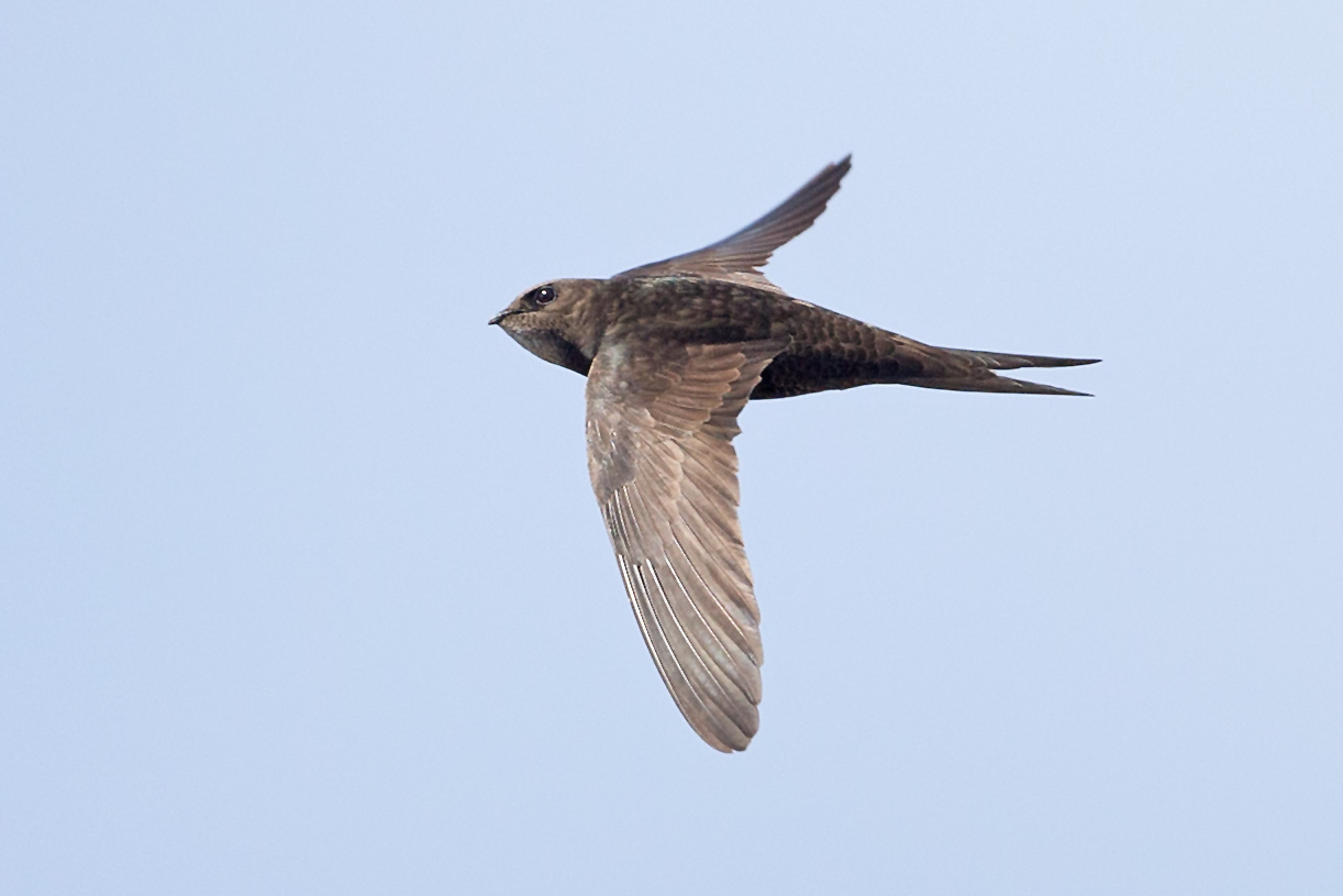 Common Swift by Simon Richardson - BirdGuides