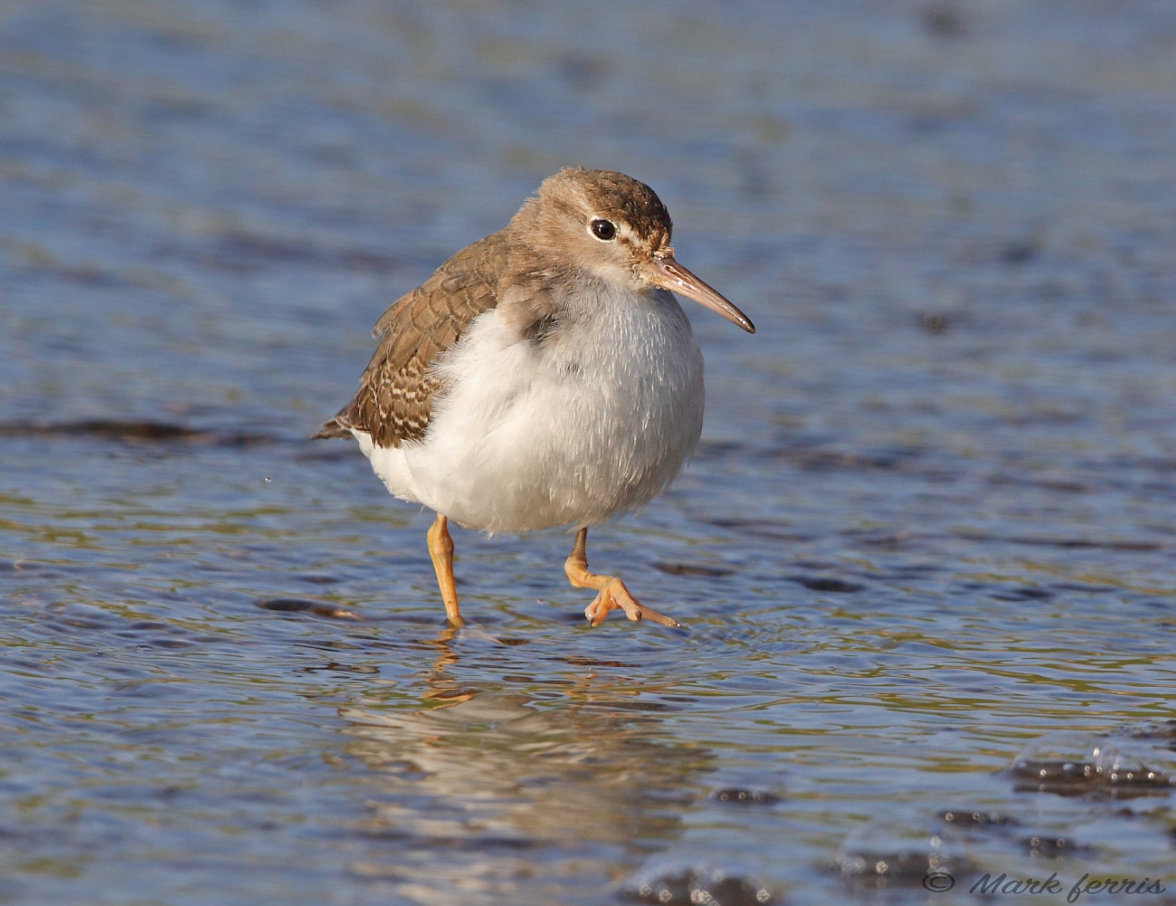 Spotted Sandpiper by Mark ferris - BirdGuides