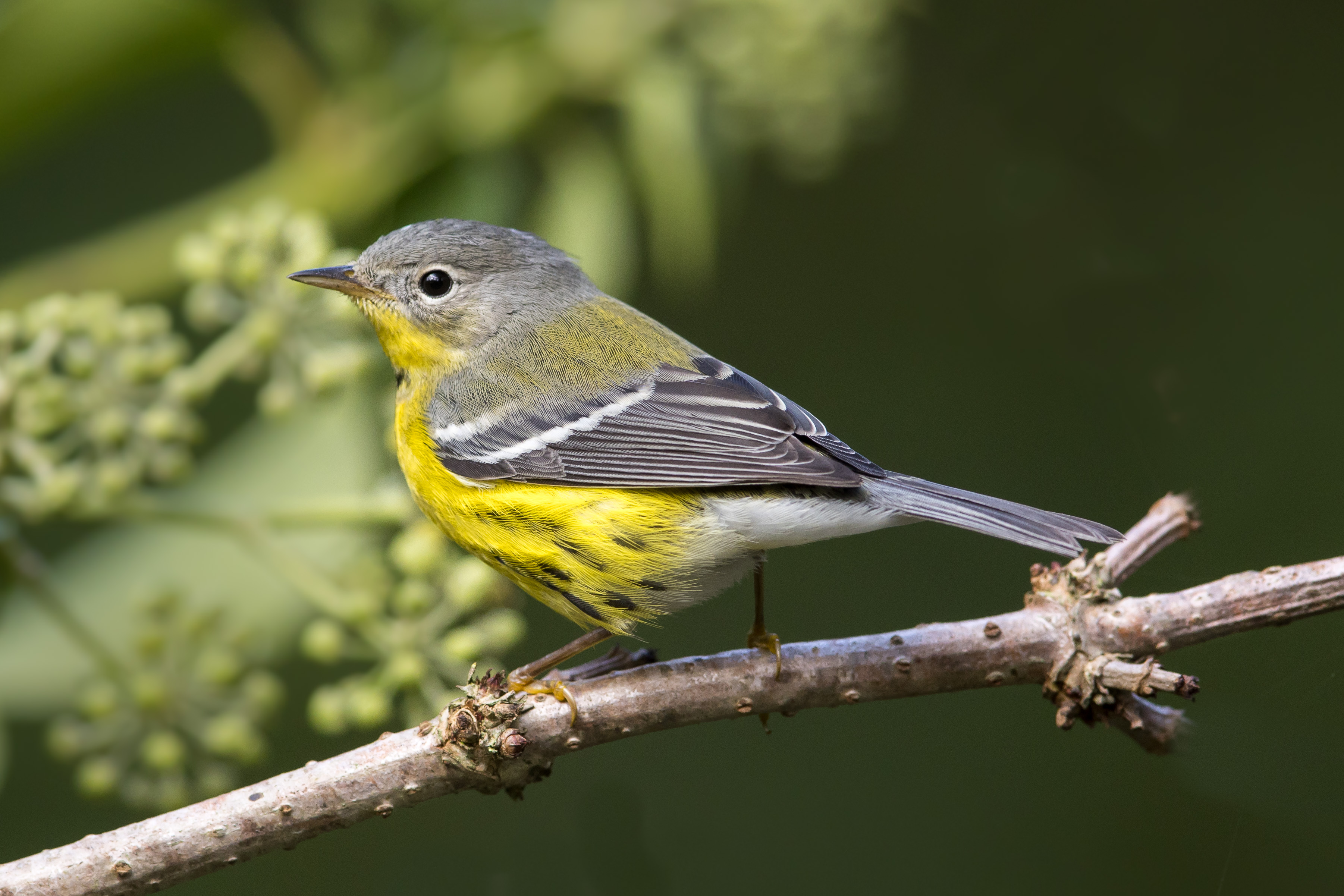 Magnolia Warbler by Ian Bollen - BirdGuides