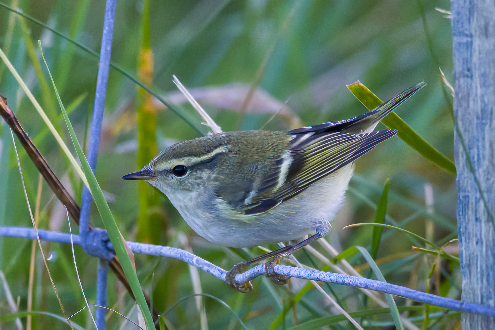 Yellow-browed Warbler by Ian Bollen - BirdGuides