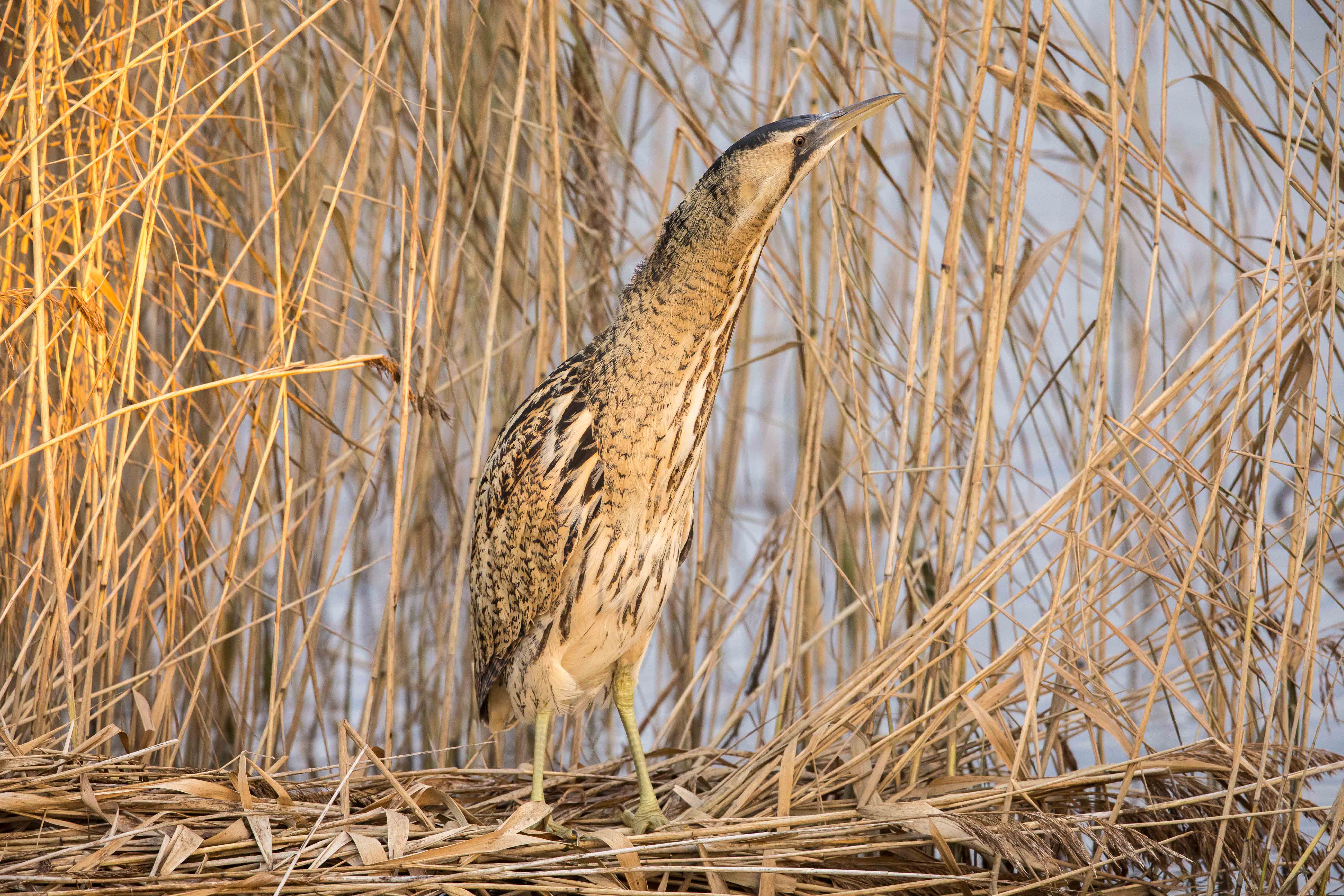 Eurasian Bittern by Ian Bollen - BirdGuides