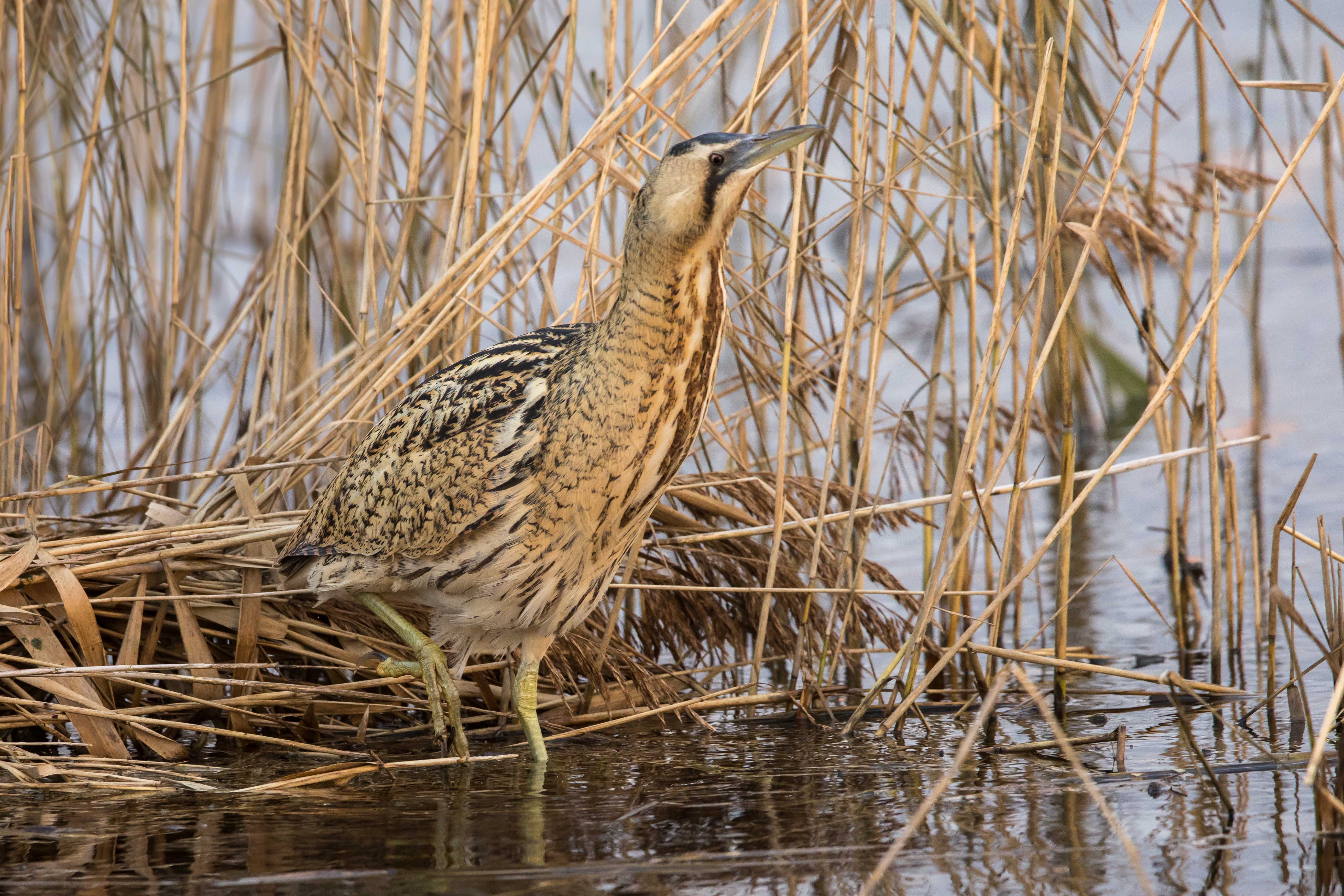Eurasian Bittern by Ian Bollen - BirdGuides