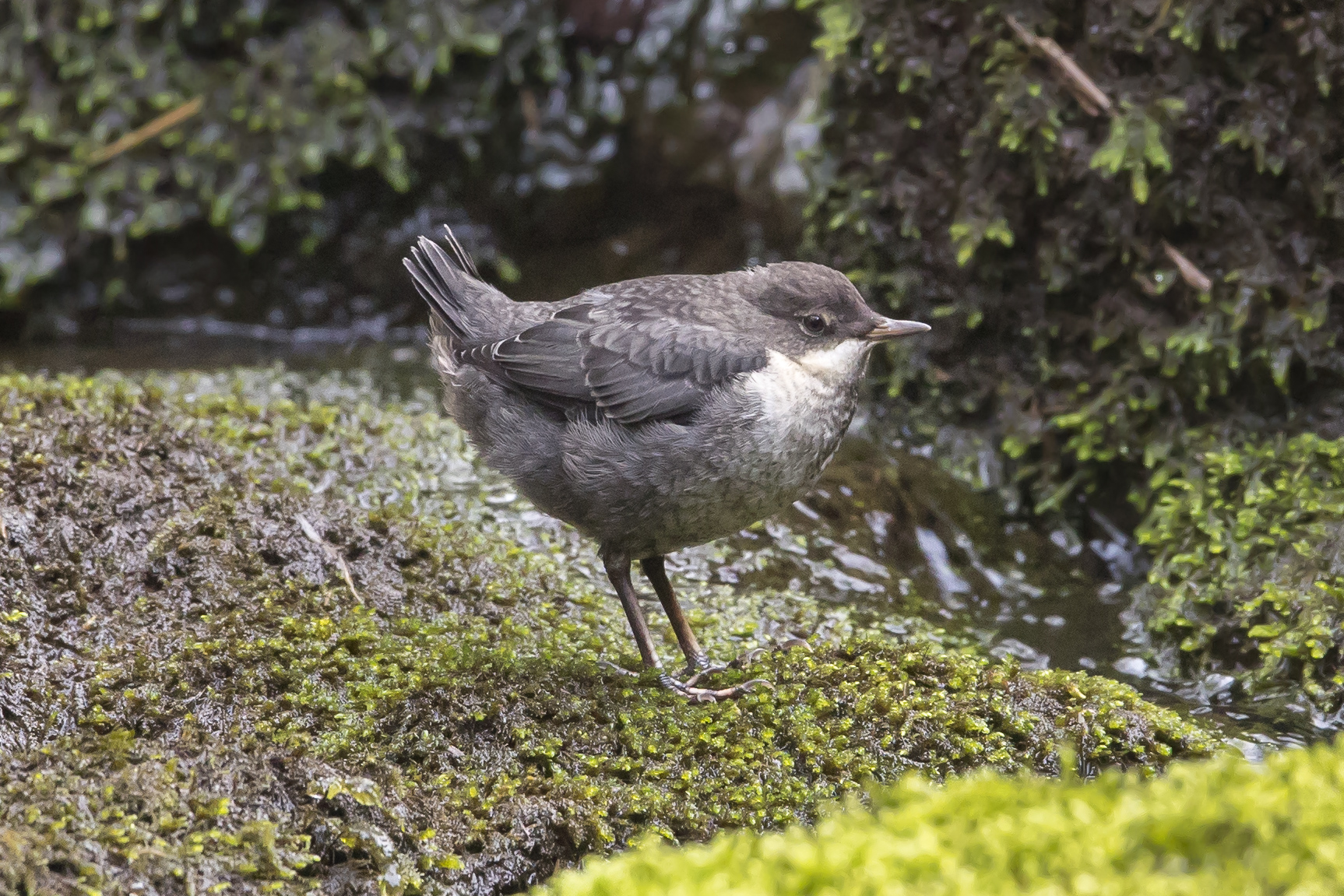 Dipper by Ian Bollen - BirdGuides