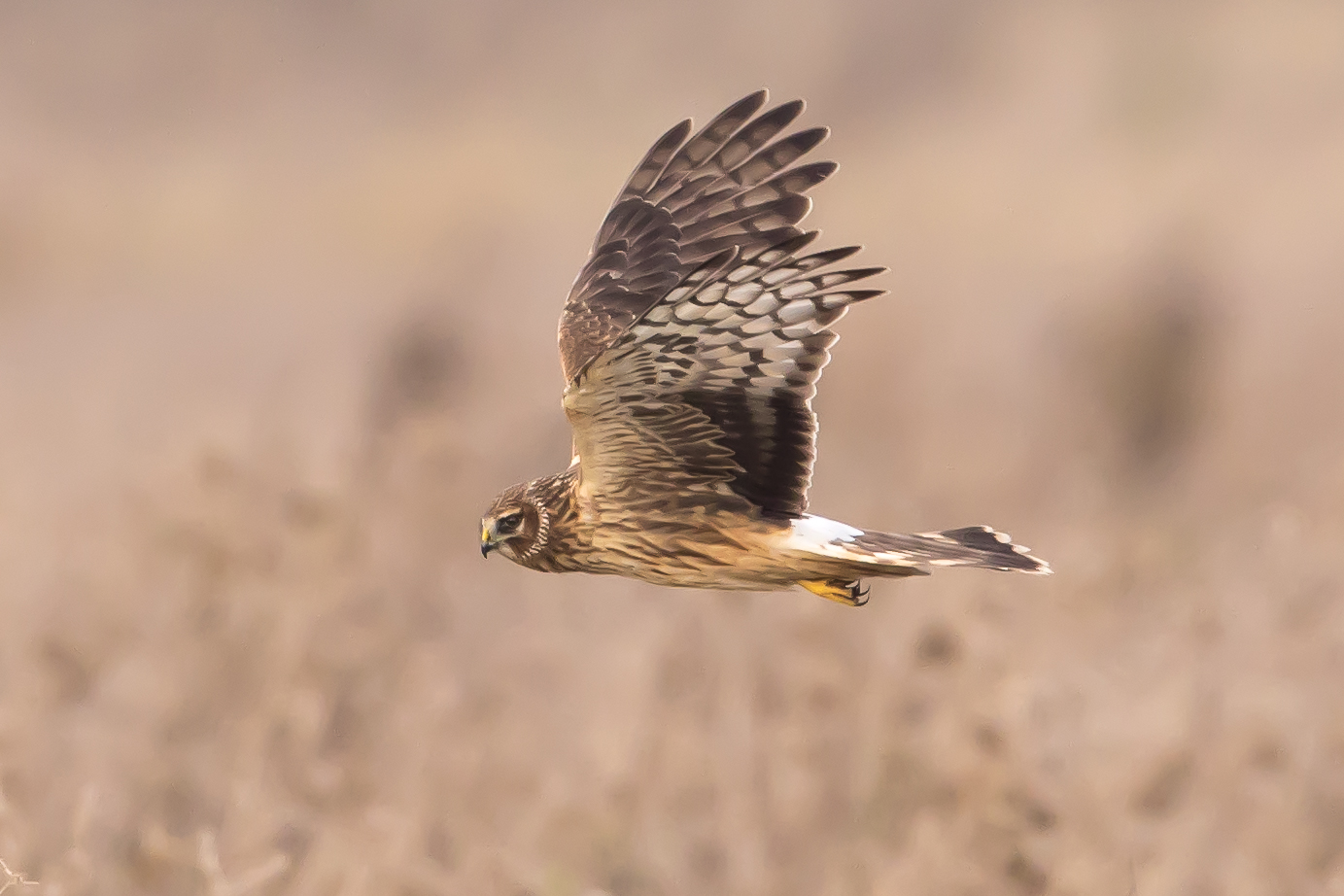 Hen Harrier by Ian Bollen - BirdGuides