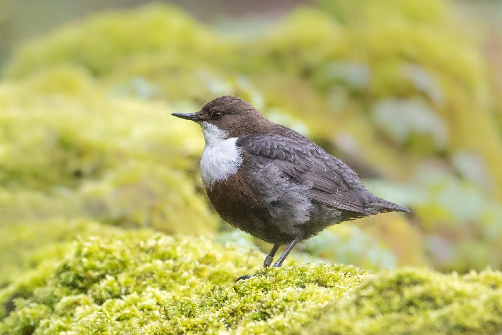 Dipper by Ian Bollen - BirdGuides