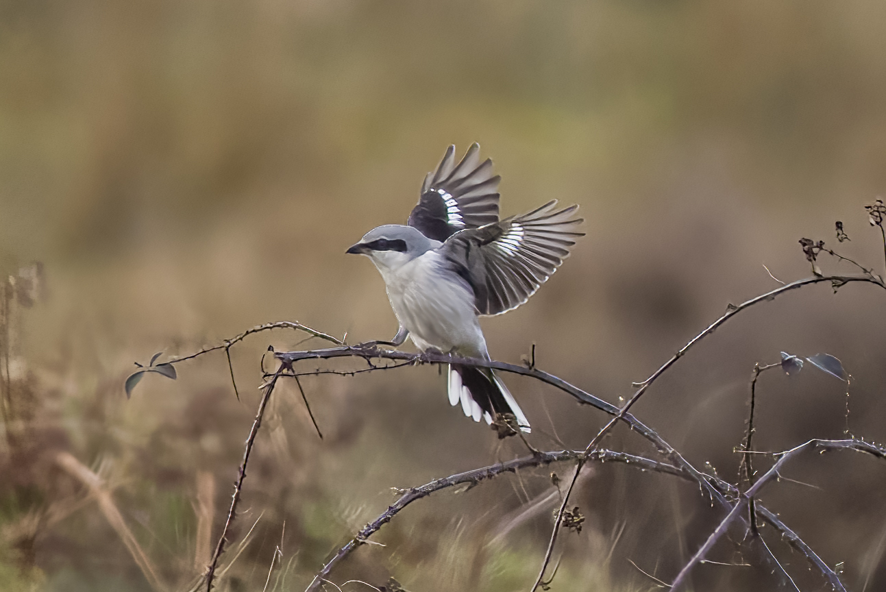 Great Grey Shrike by Ian Bollen - BirdGuides