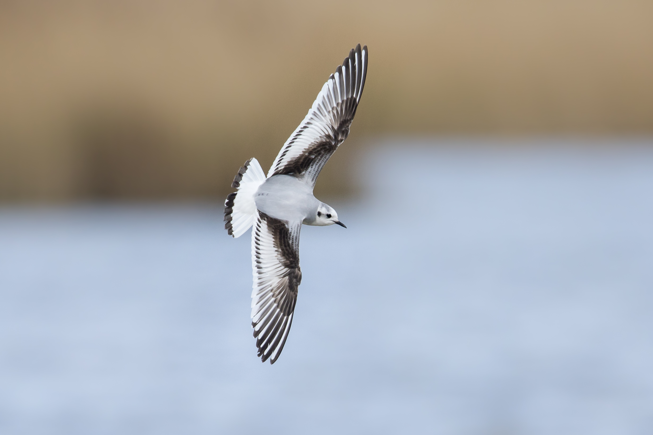 Little Gull by Ian Bollen - BirdGuides