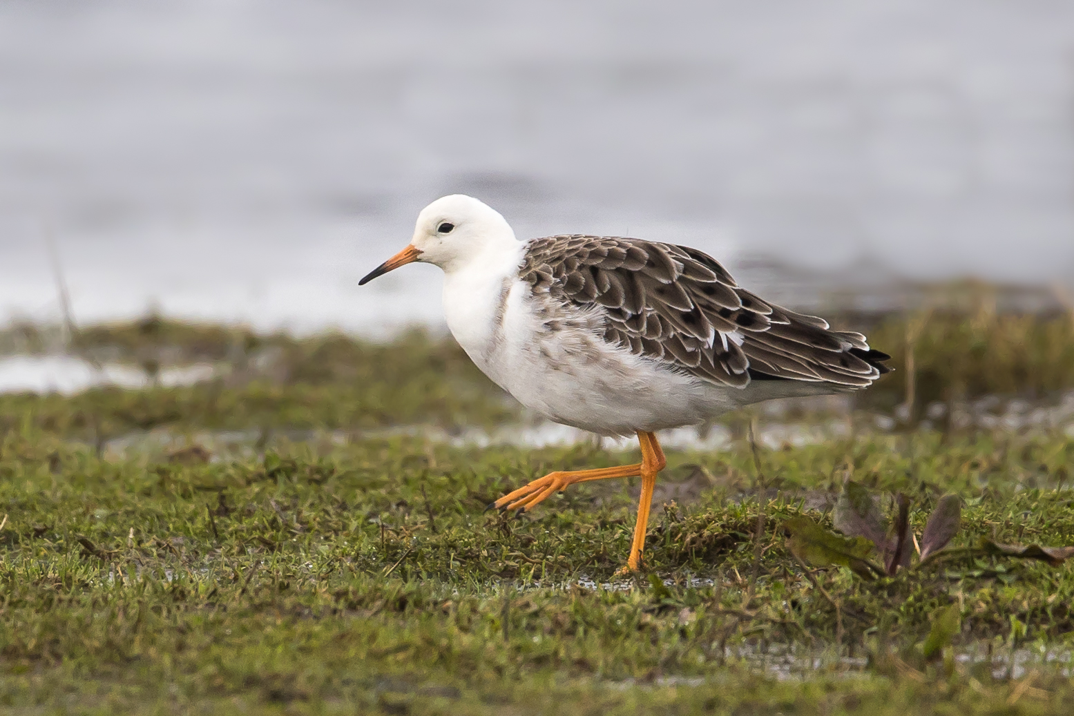Ruff by Ian Bollen - BirdGuides