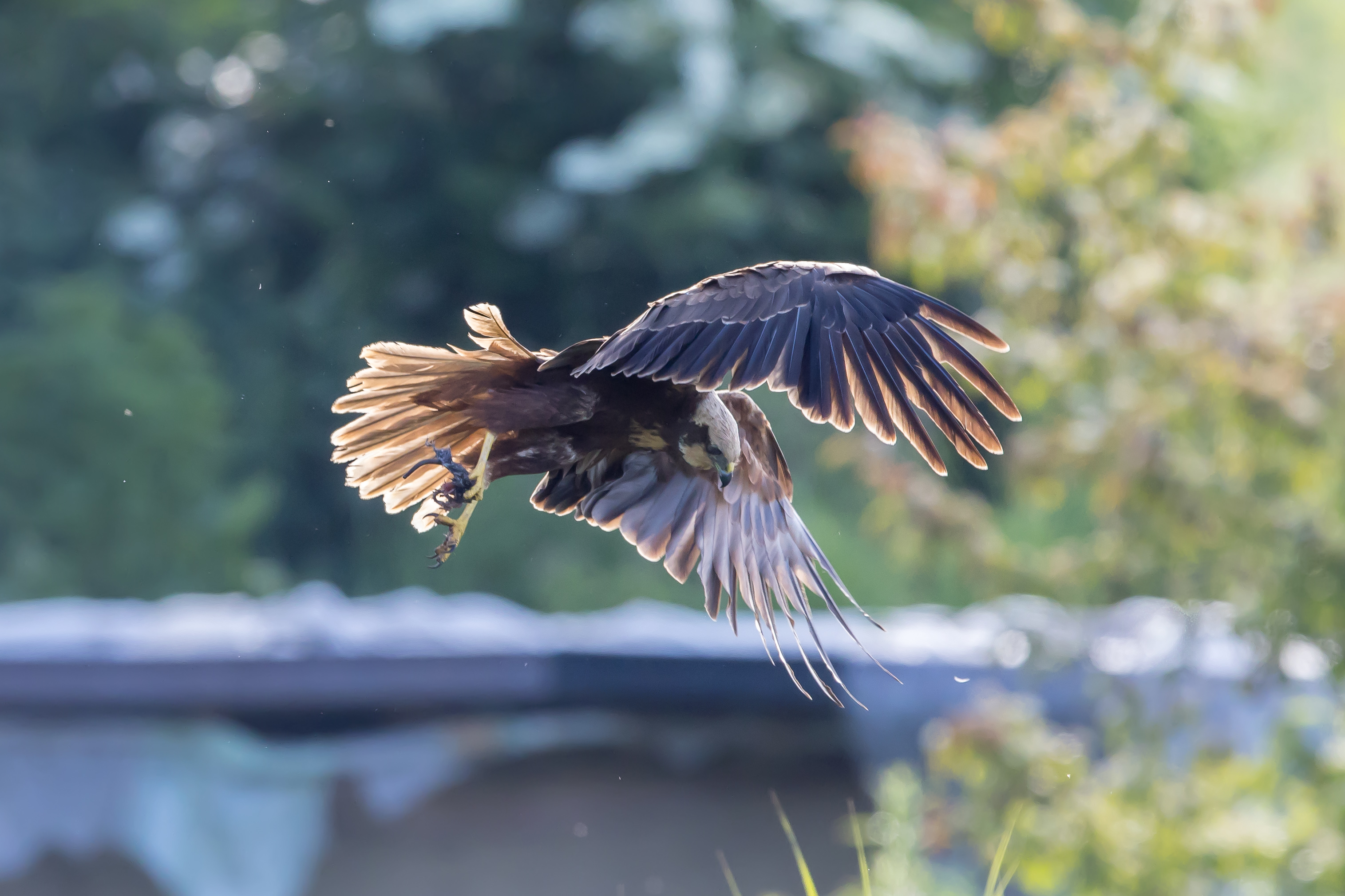 Western Marsh Harrier by Ian Bollen - BirdGuides