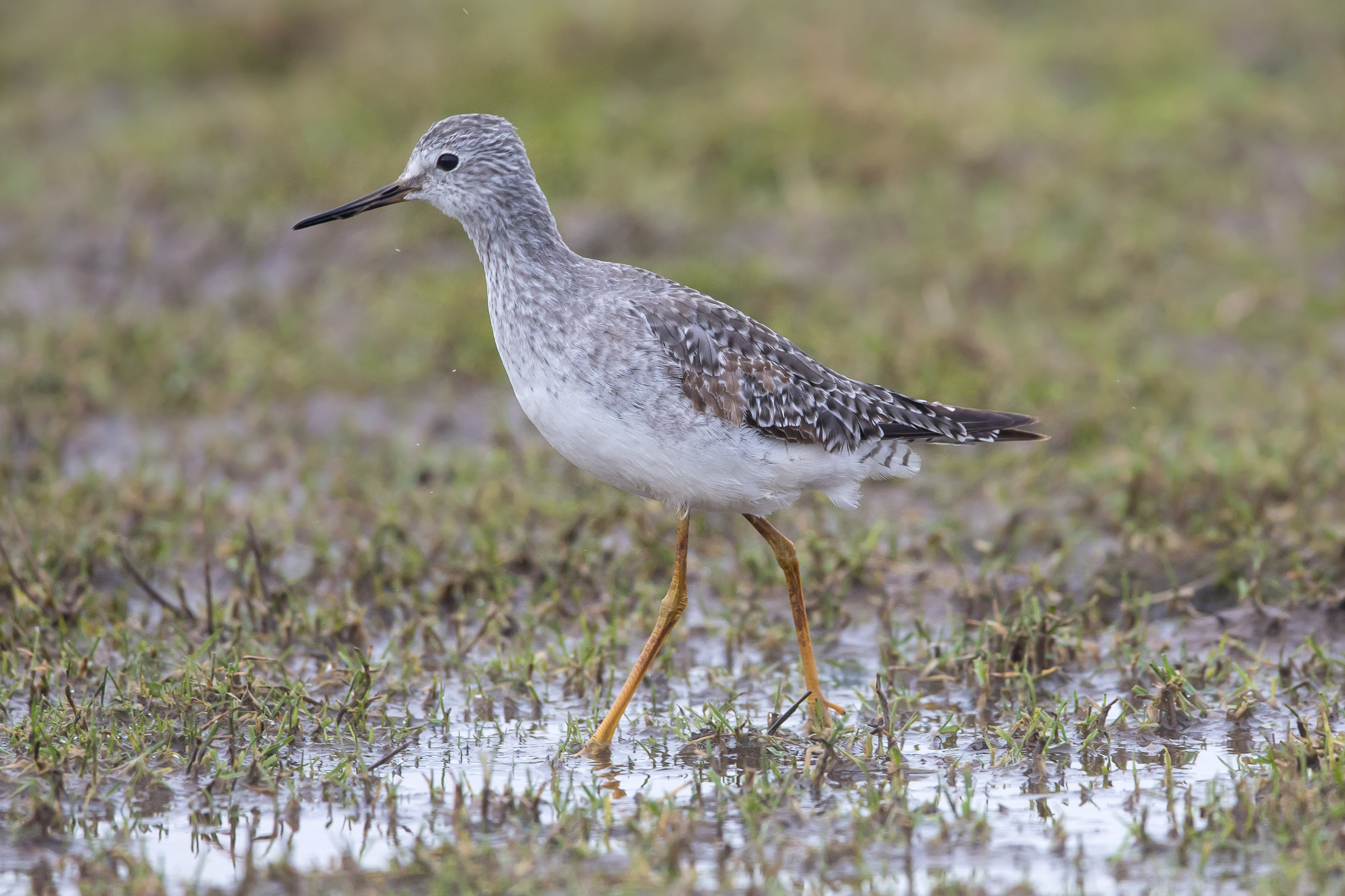 Lesser Yellowlegs by Ian Bollen - BirdGuides