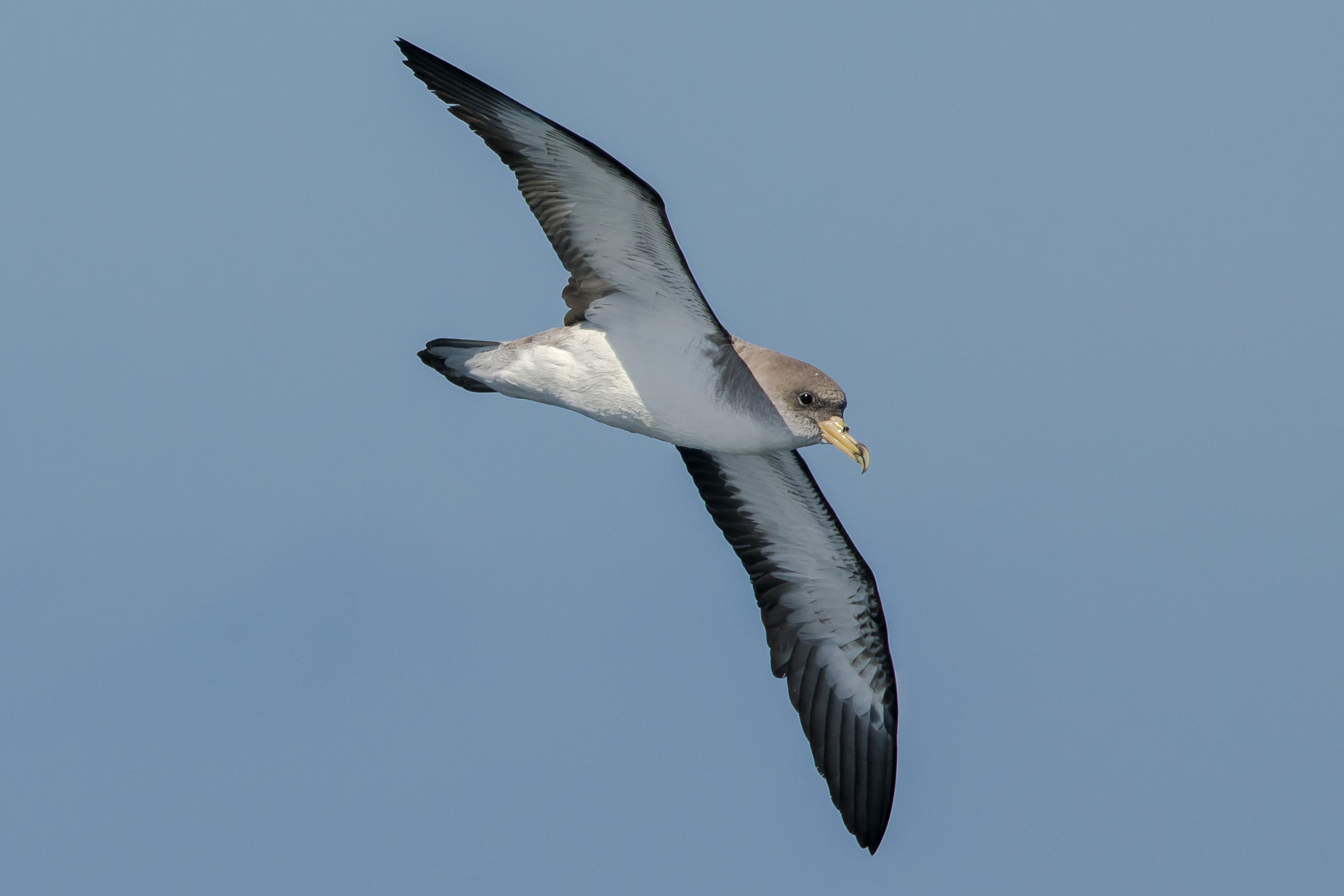 Cory's Shearwater by Ian Bollen - BirdGuides