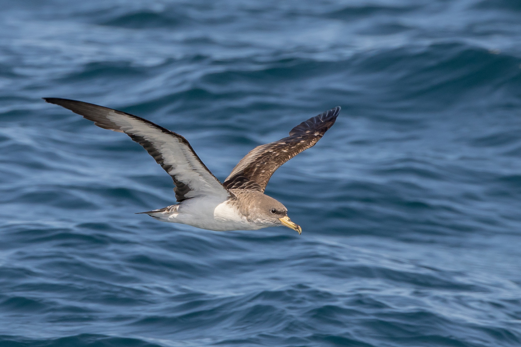 Cory's Shearwater by Ian Bollen - BirdGuides
