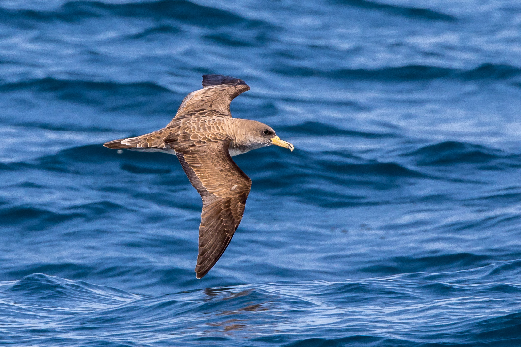 Cory's Shearwater by Ian Bollen - BirdGuides