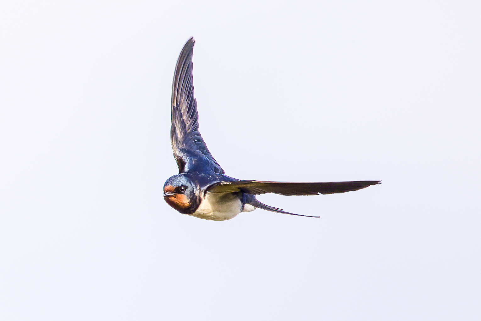 Swallow by Ian Bollen - BirdGuides