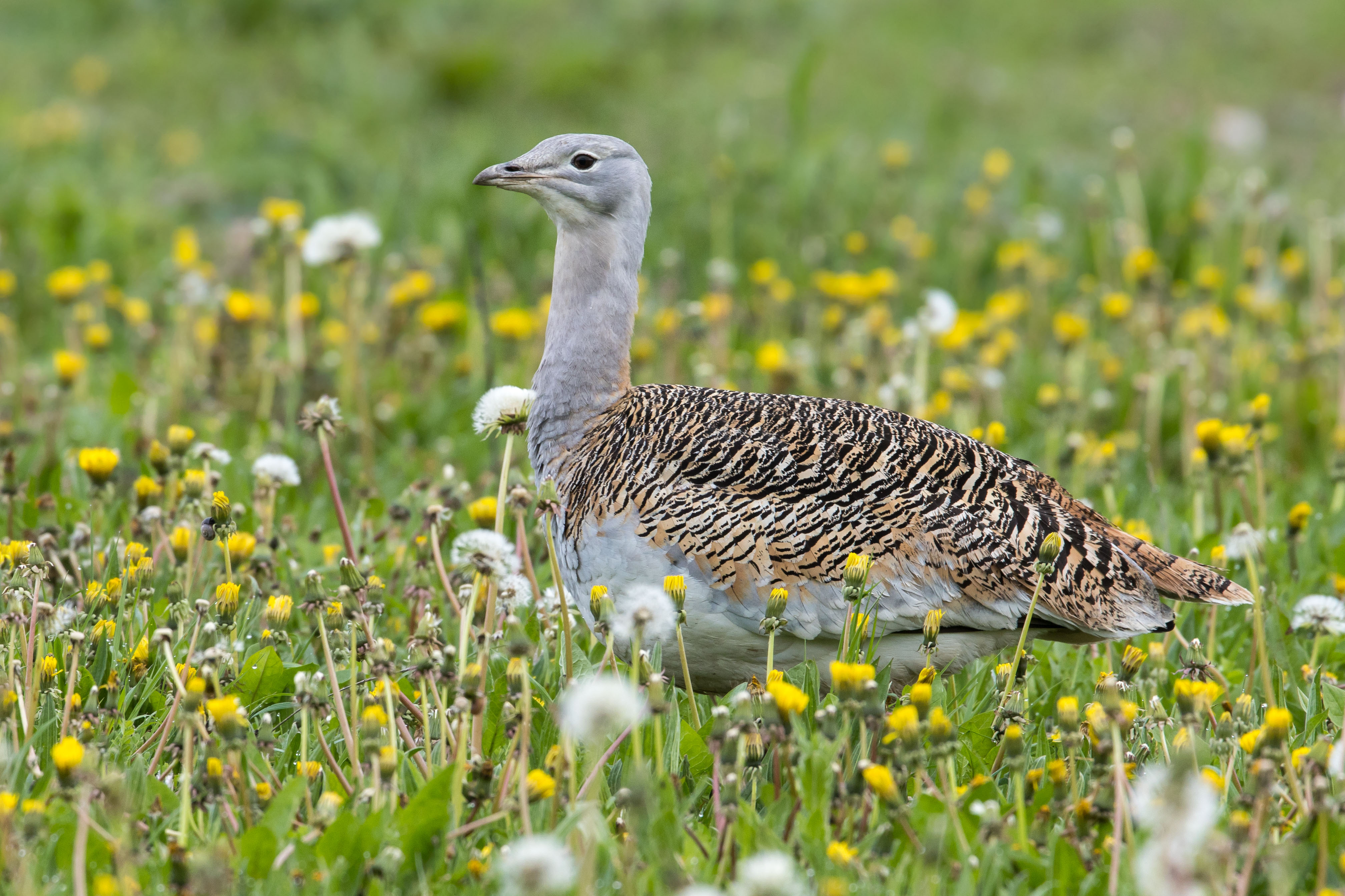 Drones used to find Great Bustard nests - BirdGuides