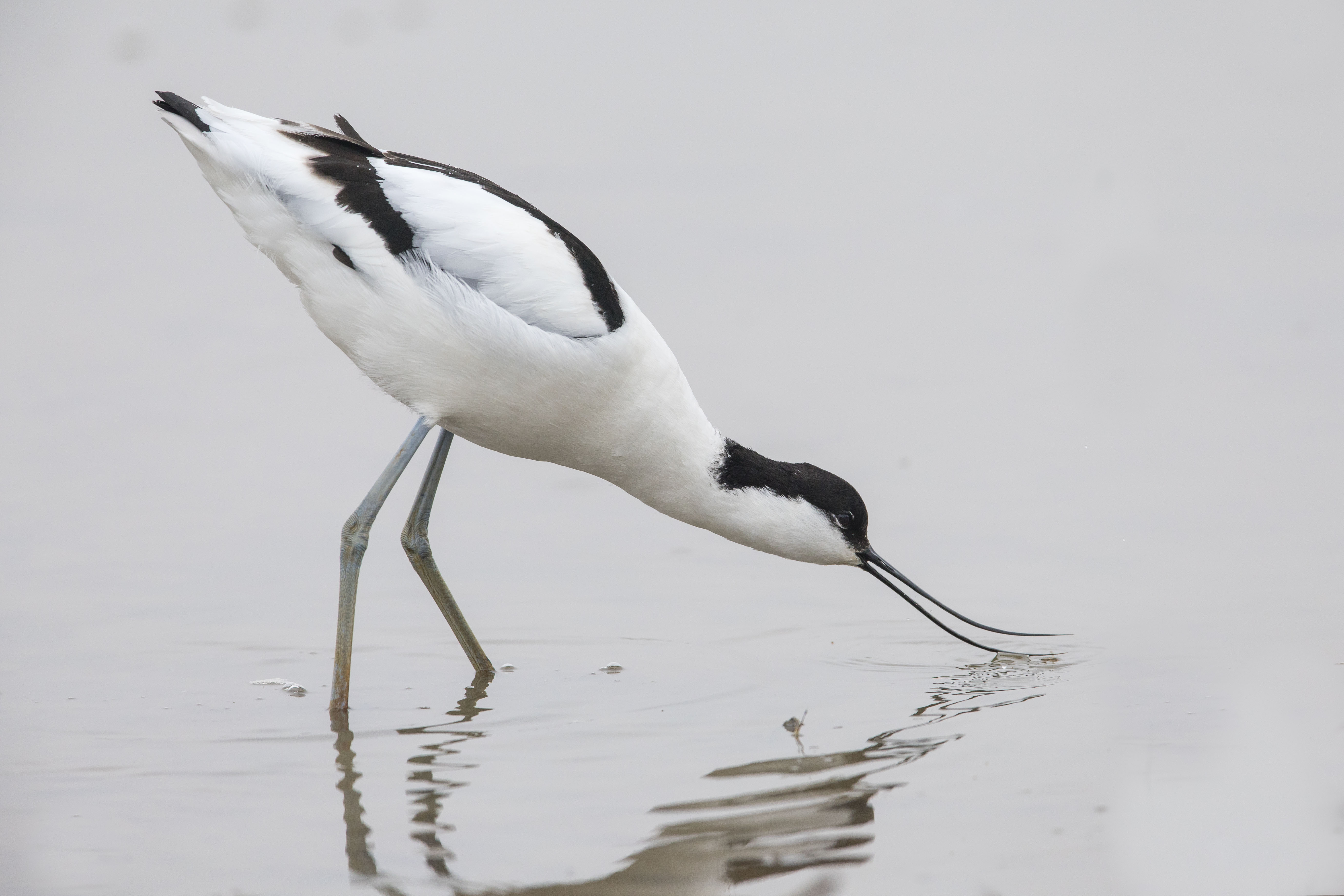 Avocet by Ian Bollen - BirdGuides