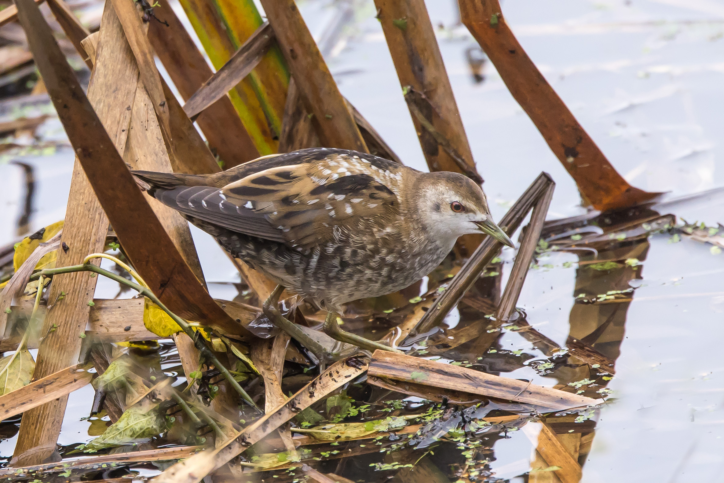 Little Crake by Ian Bollen - BirdGuides
