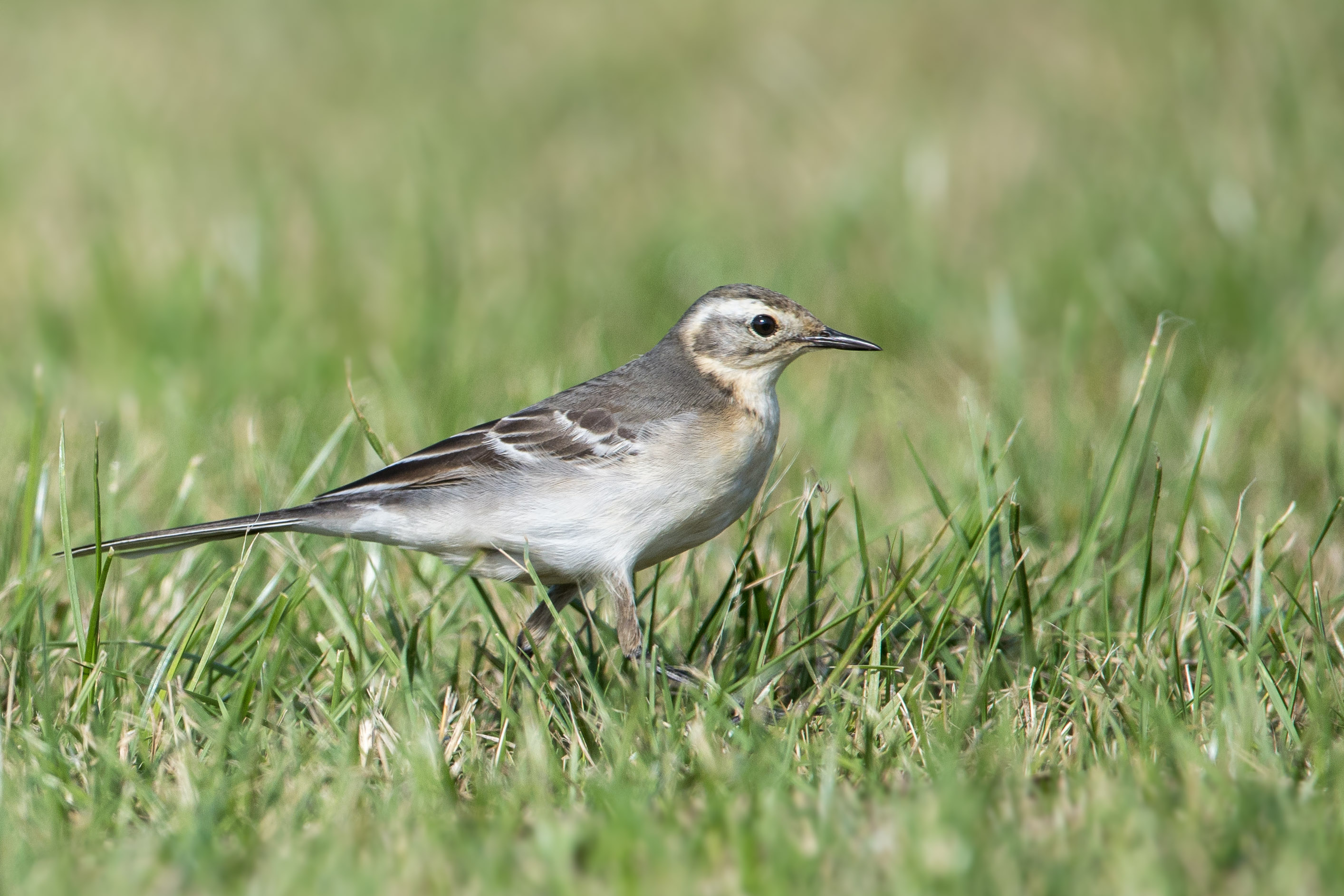 Citrine Wagtail by Ian Bollen - BirdGuides
