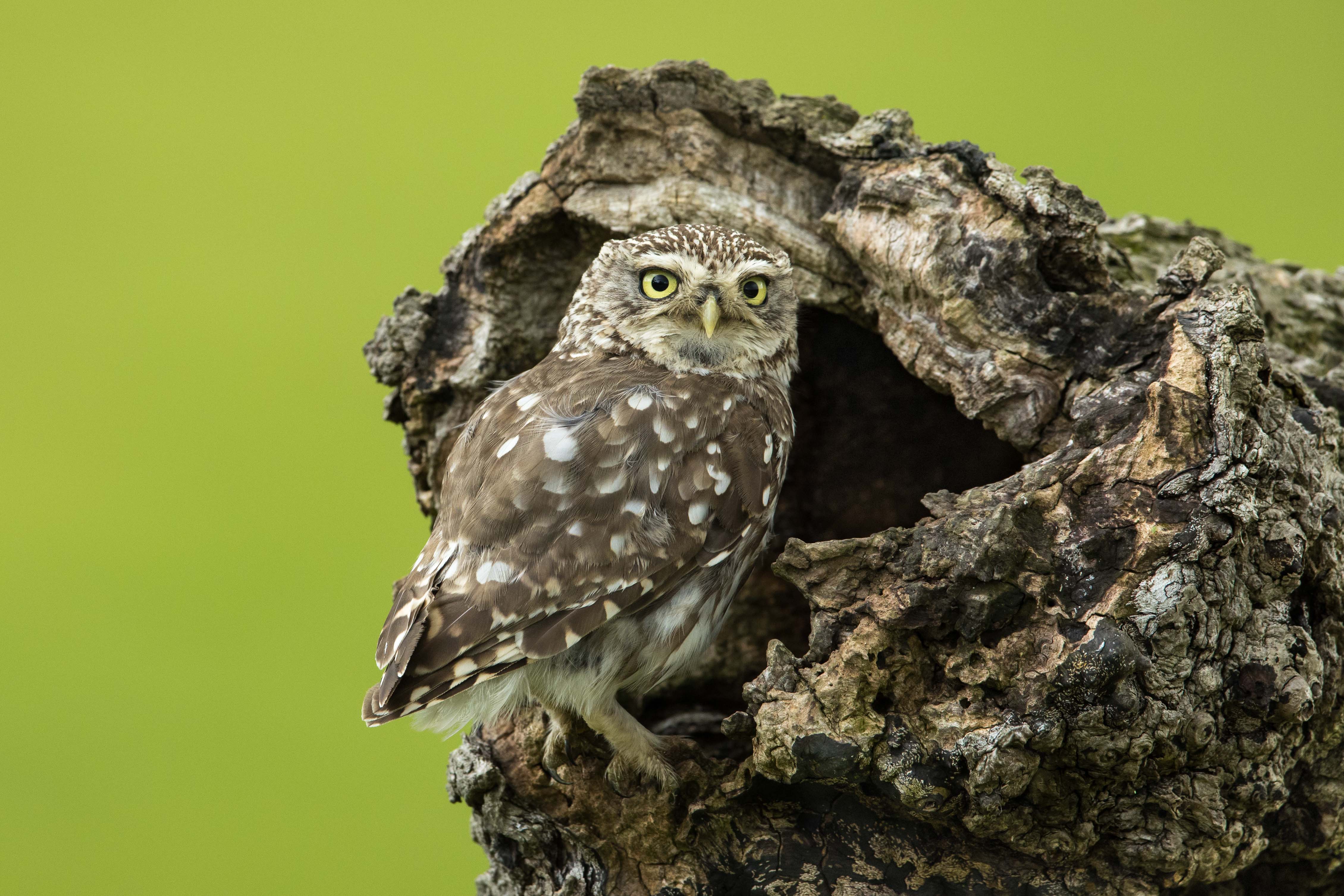 Little Owl by Ian Bollen - BirdGuides