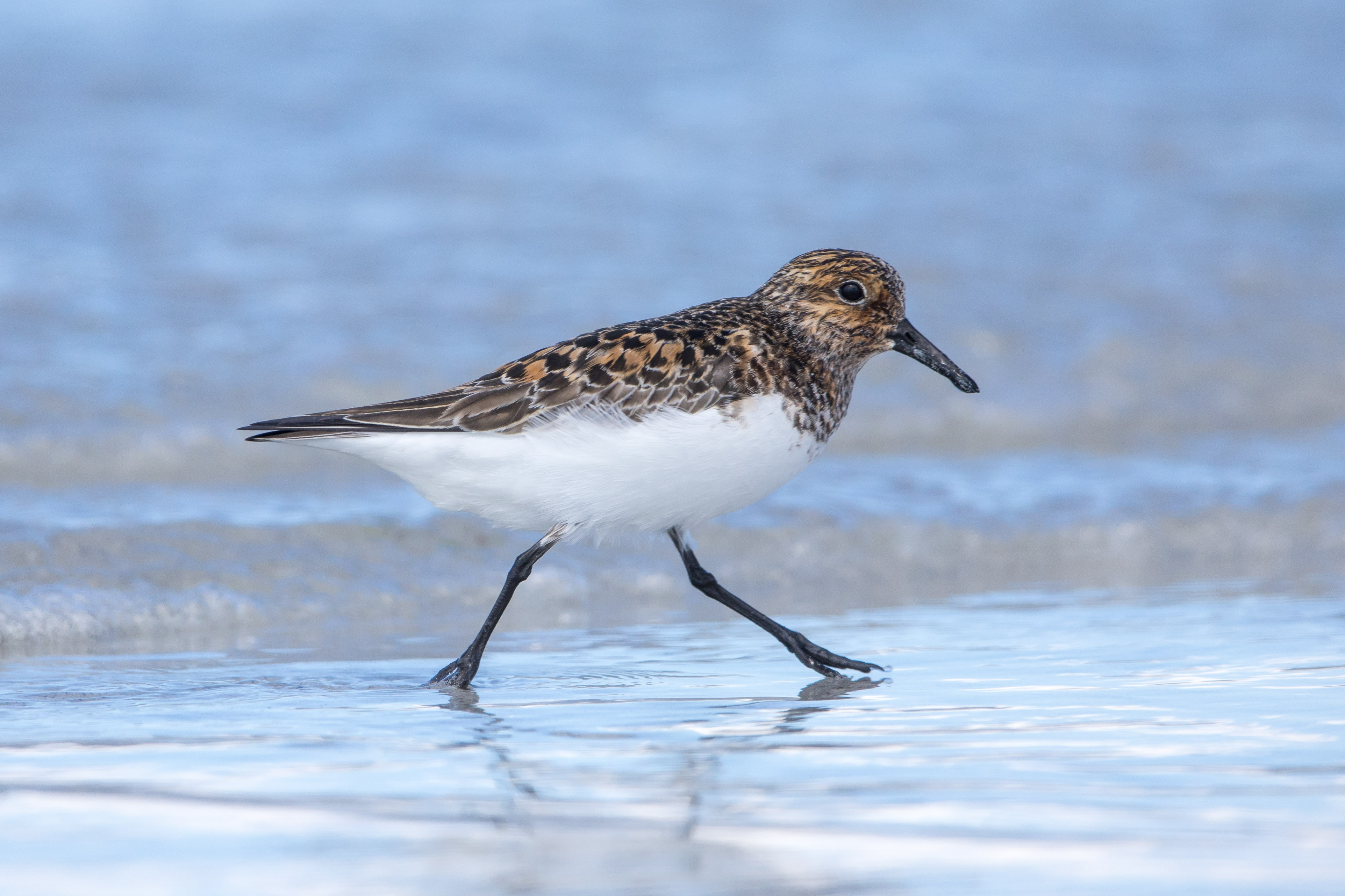 Sanderling by Ian Bollen - BirdGuides