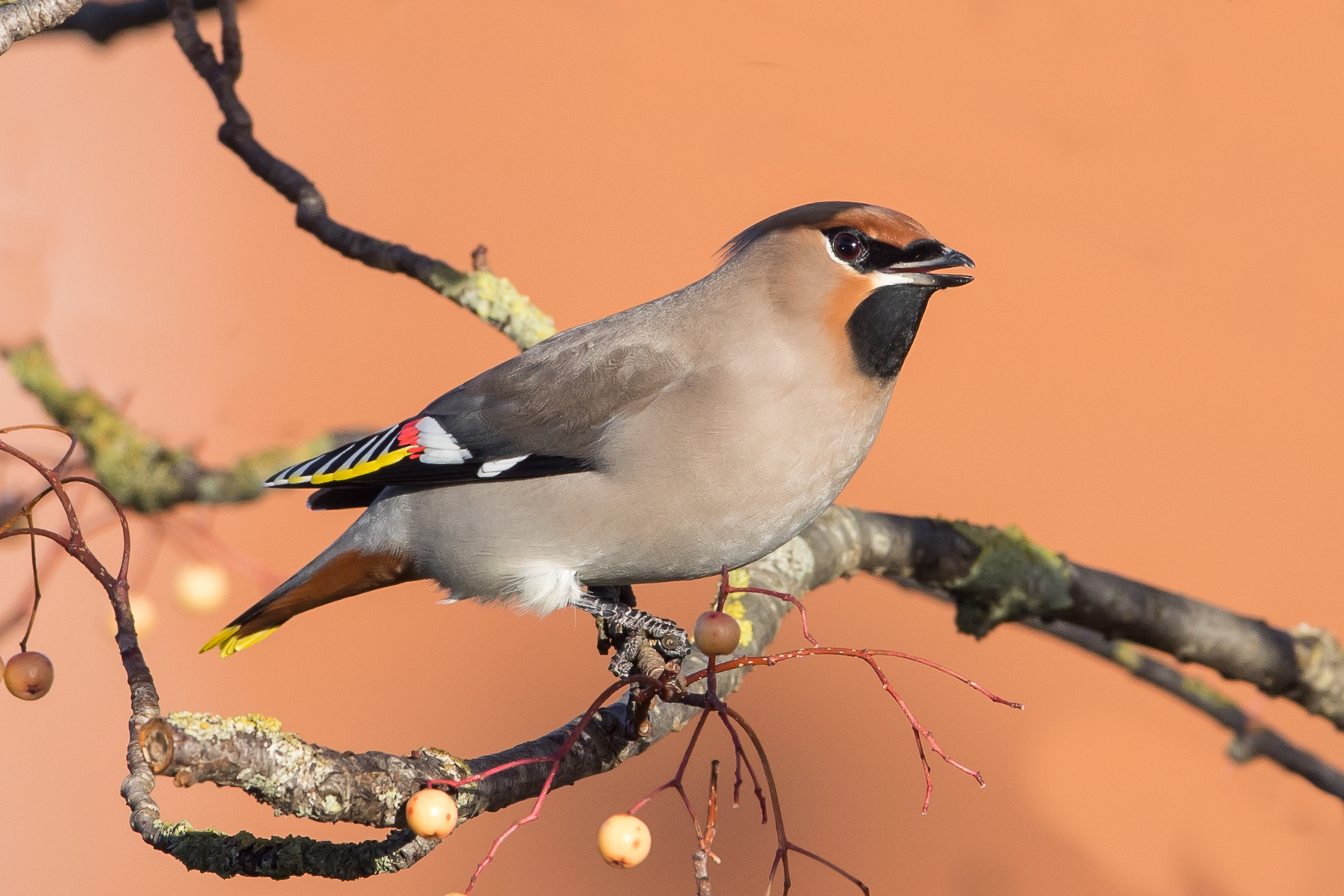 Waxwing by Ian Bollen - BirdGuides