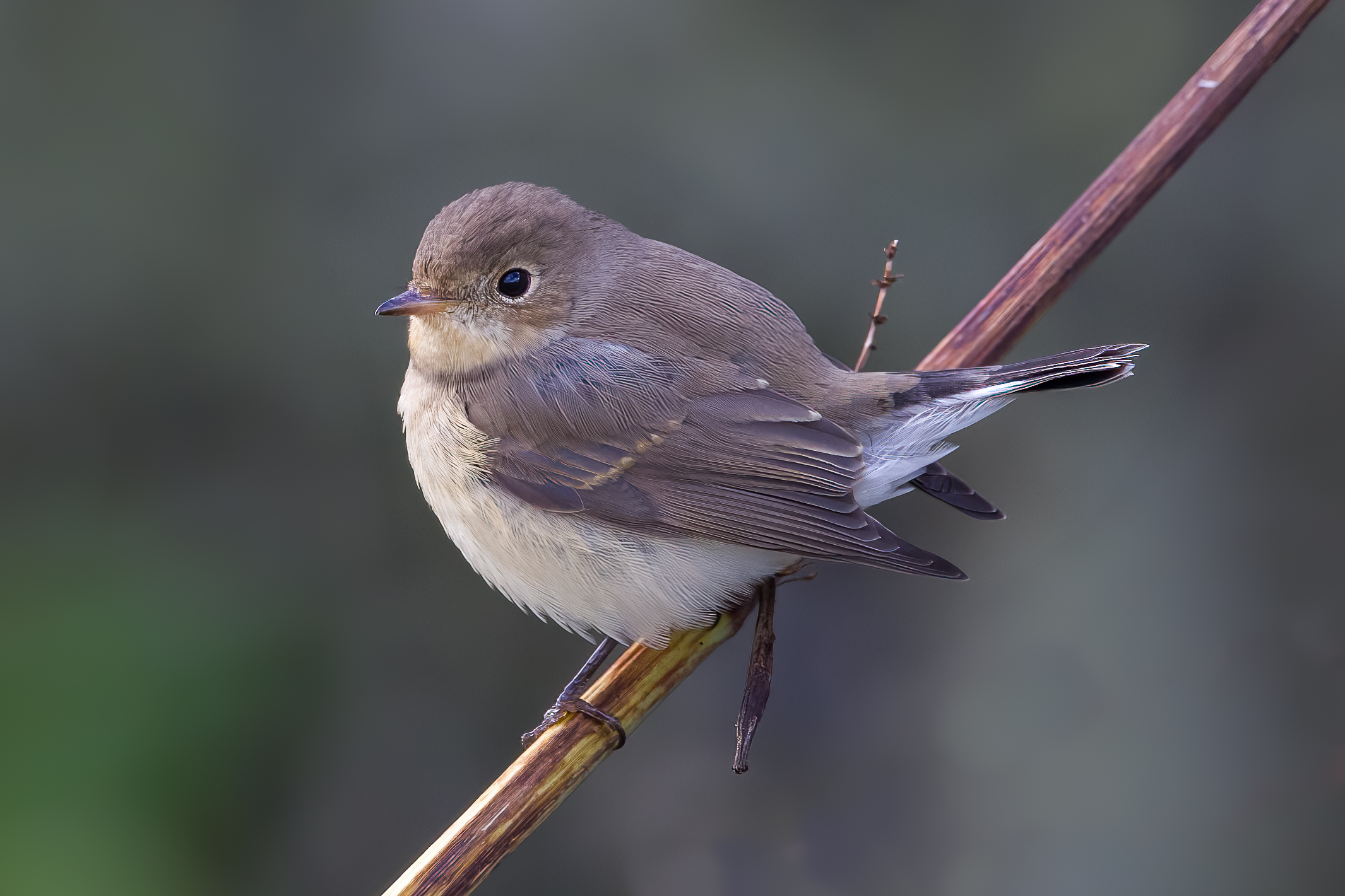 Red-breasted Flycatcher by Ian Bollen - BirdGuides