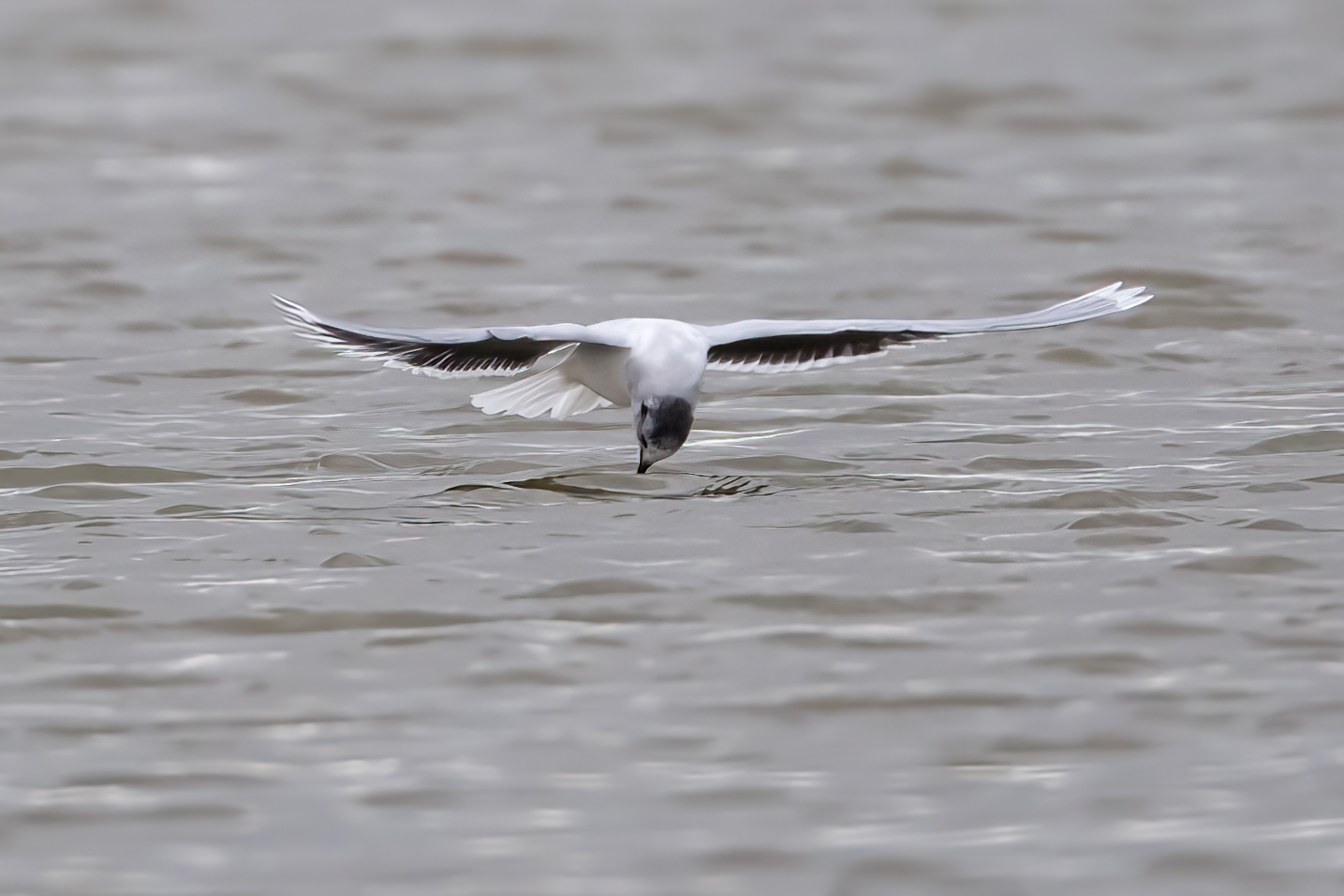 Little Gull by Ian Bollen - BirdGuides