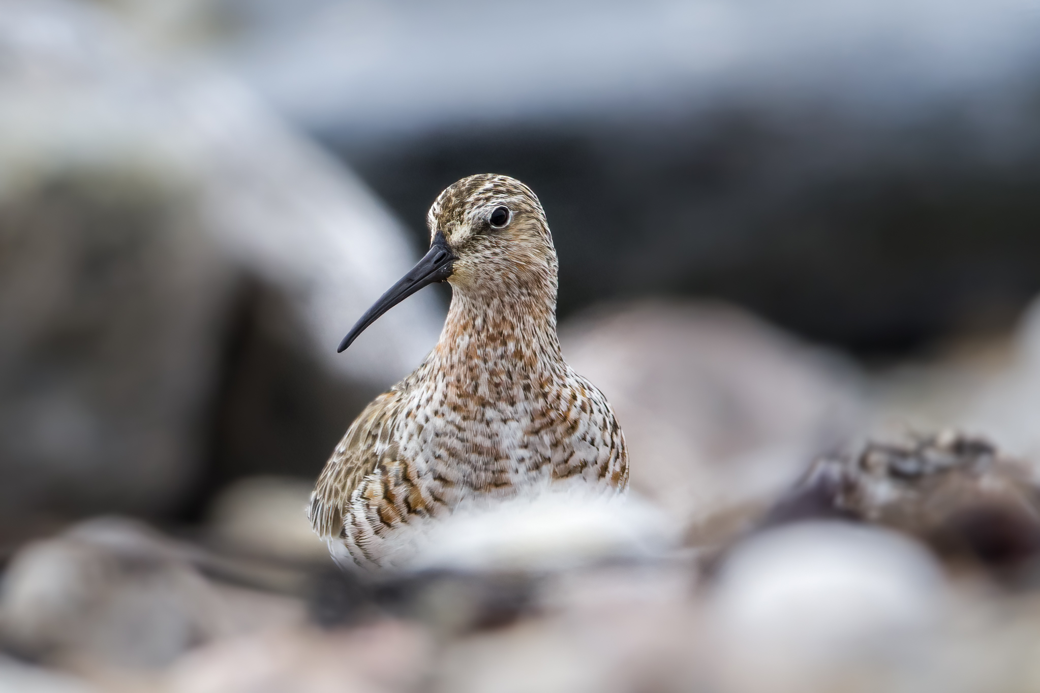 Curlew Sandpiper by Ian Bollen - BirdGuides