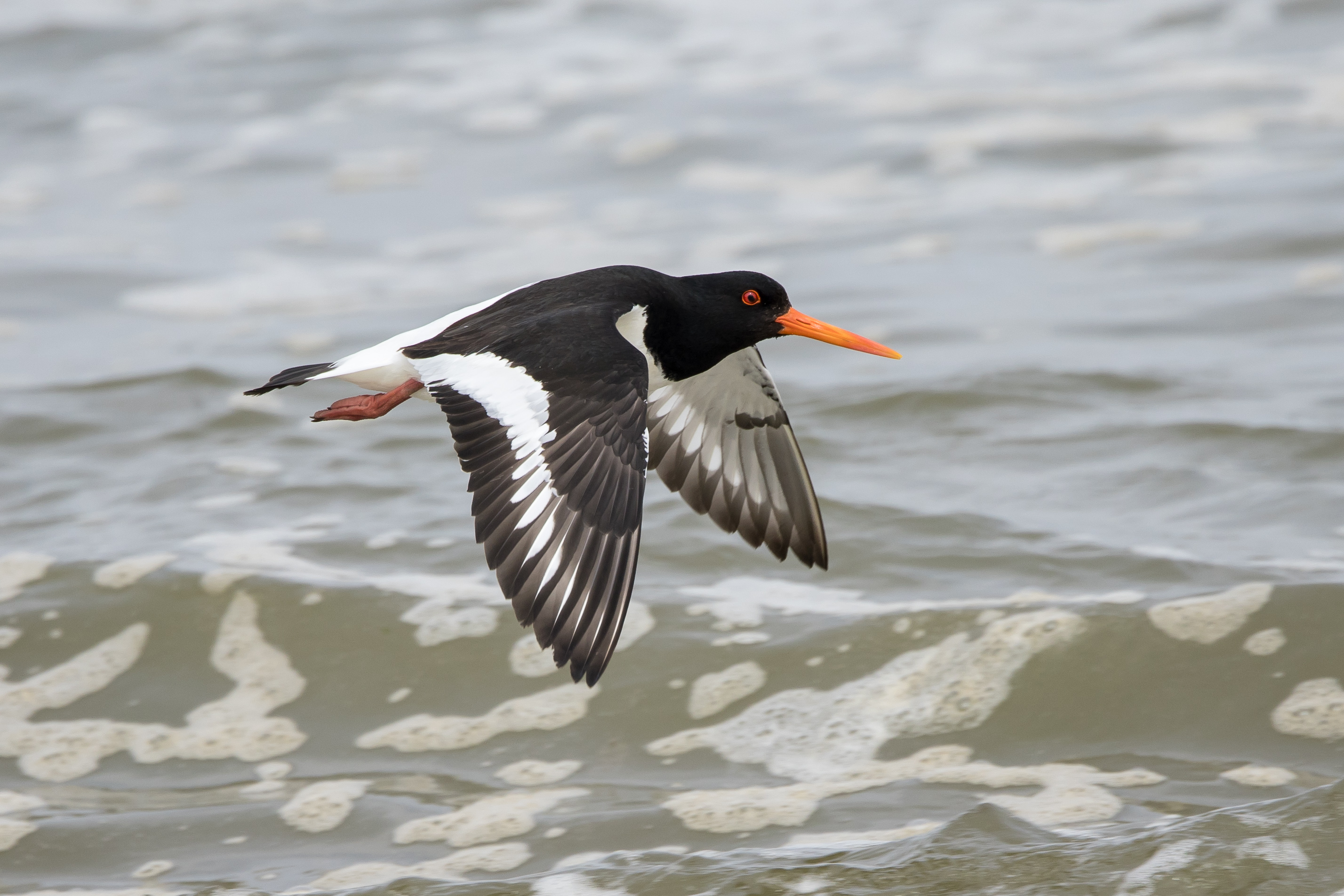 Eurasian Oystercatcher by Ian Bollen - BirdGuides