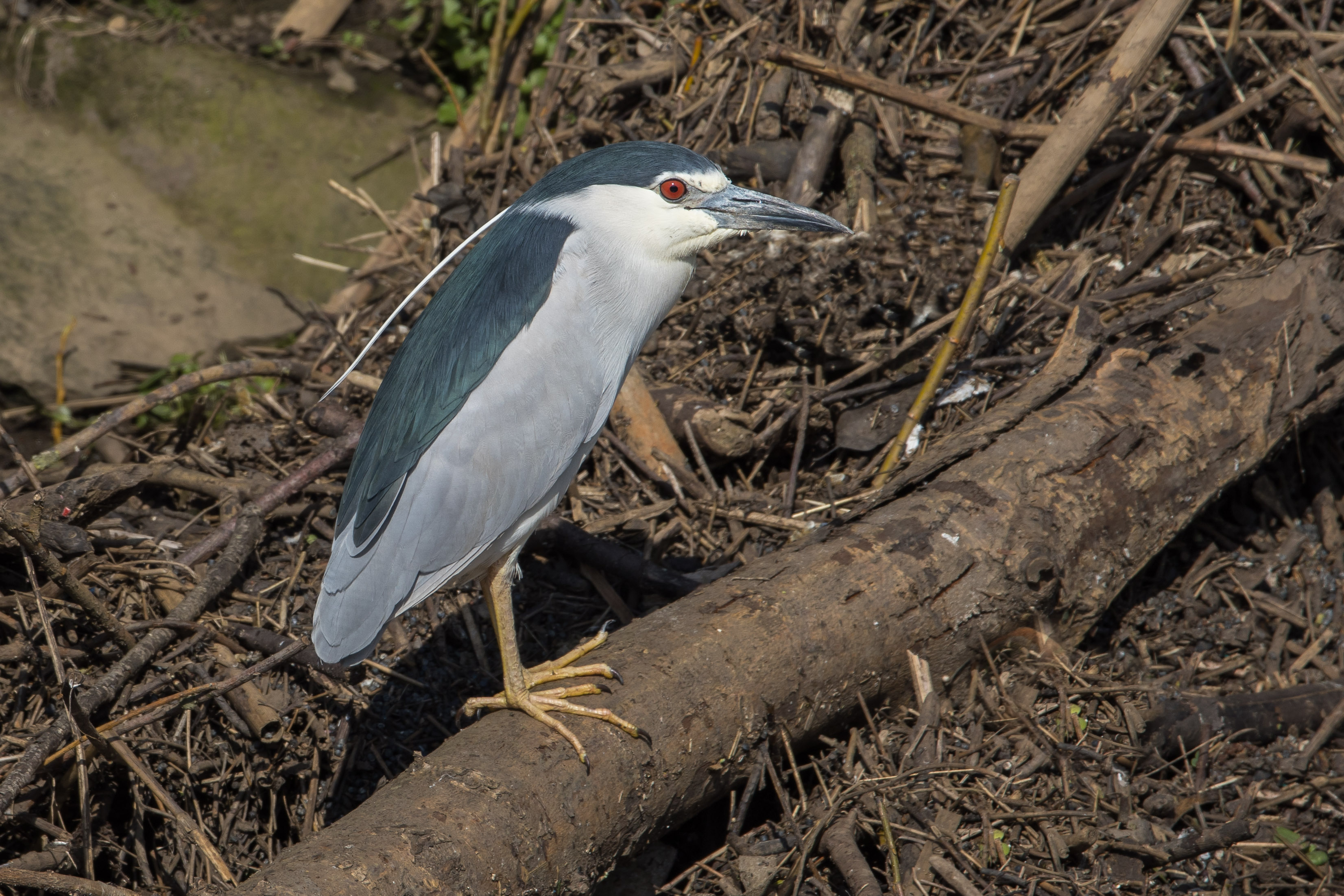 Black-crowned Night Heron by Ian Bollen - BirdGuides