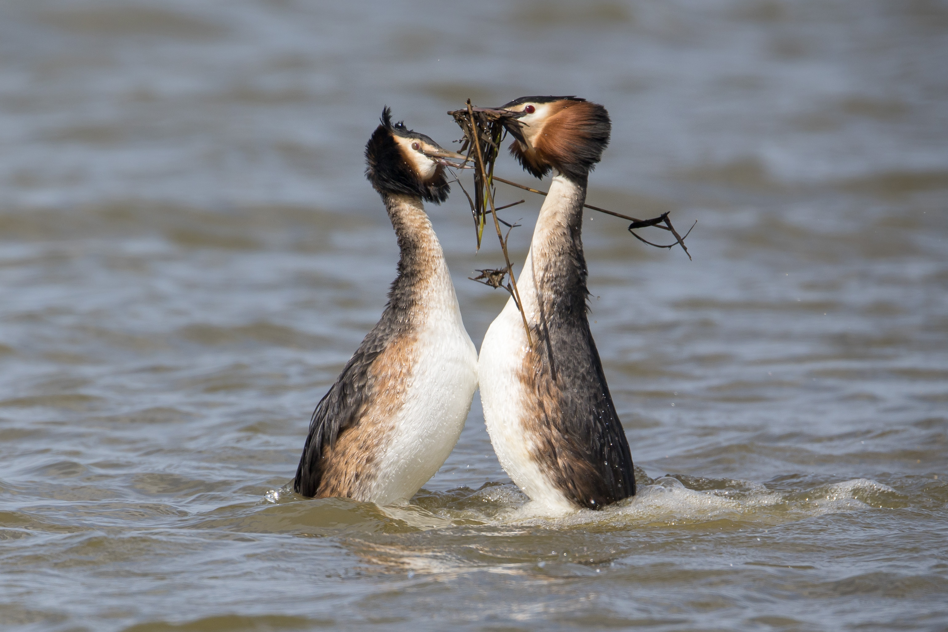 Great Crested Grebe by Ian Bollen - BirdGuides