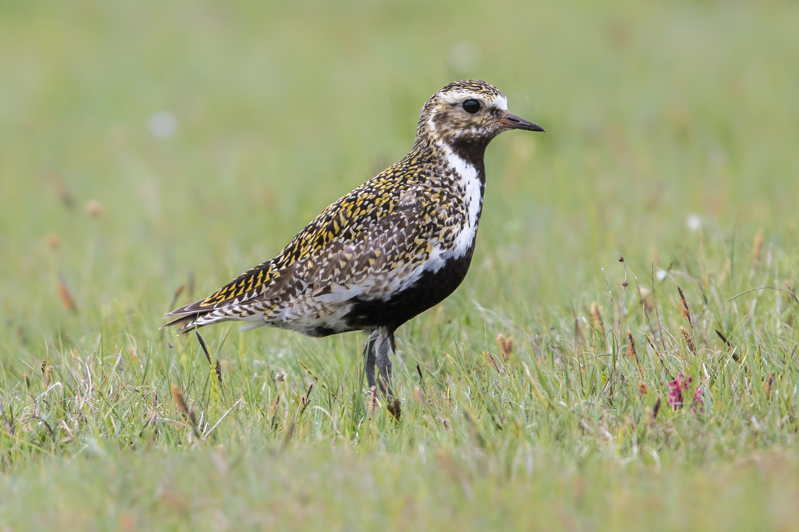 European Golden Plover by Ian Bollen - BirdGuides