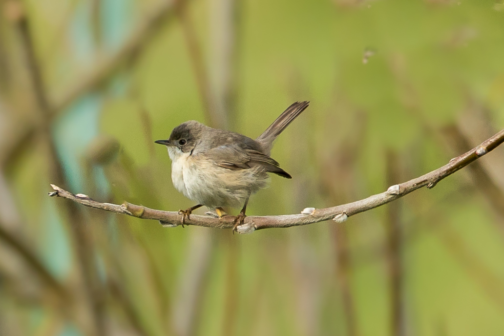 Eastern Subalpine Warbler by Ian Bollen - BirdGuides