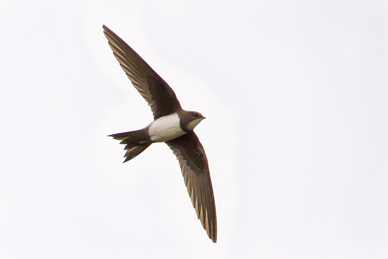 Alpine Swift by Ian Bollen - BirdGuides