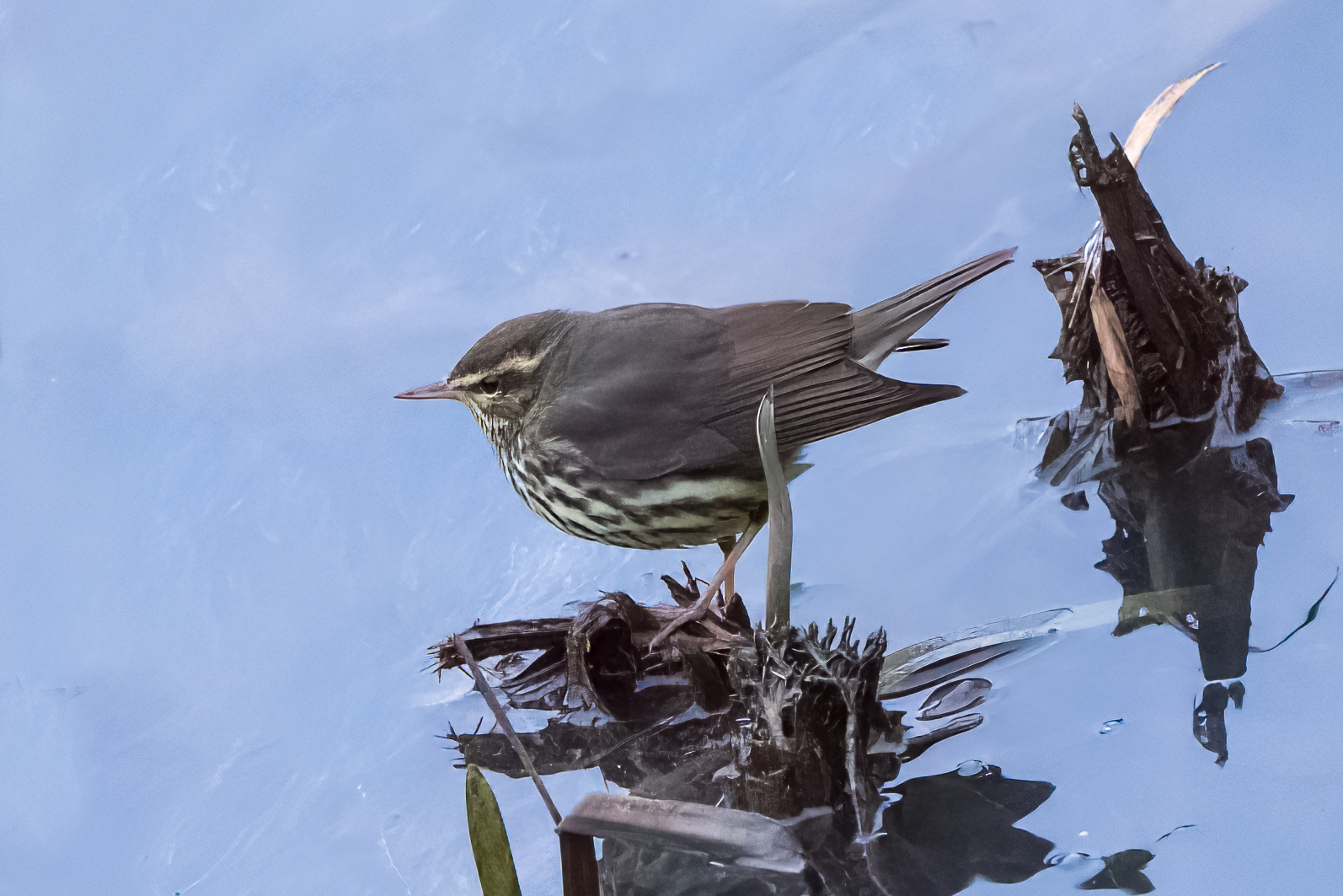 Northern Waterthrush by Ian Bollen - BirdGuides