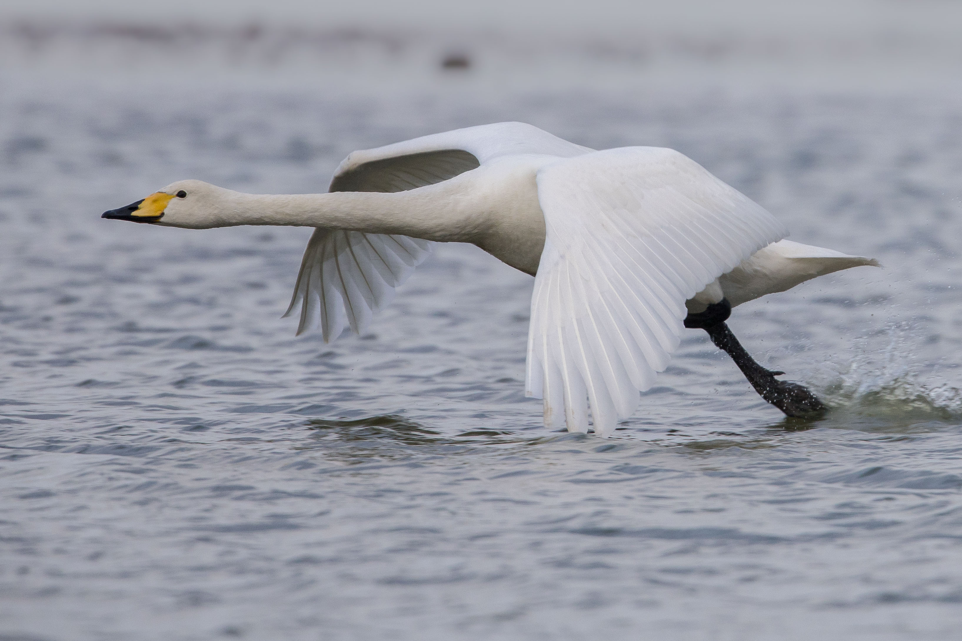 Whooper Swan by Ian Bollen - BirdGuides