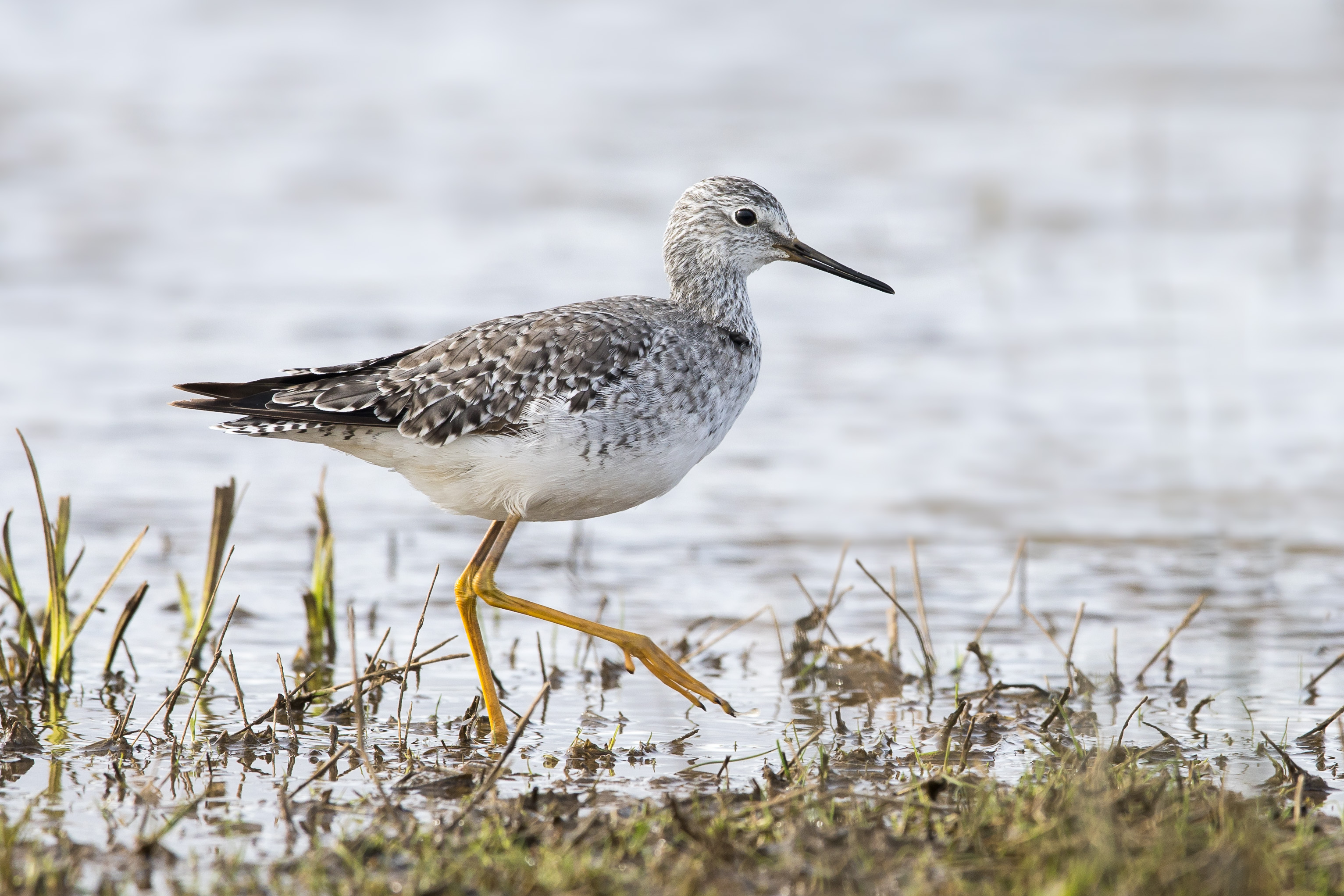 Lesser Yellowlegs by Ian Bollen - BirdGuides