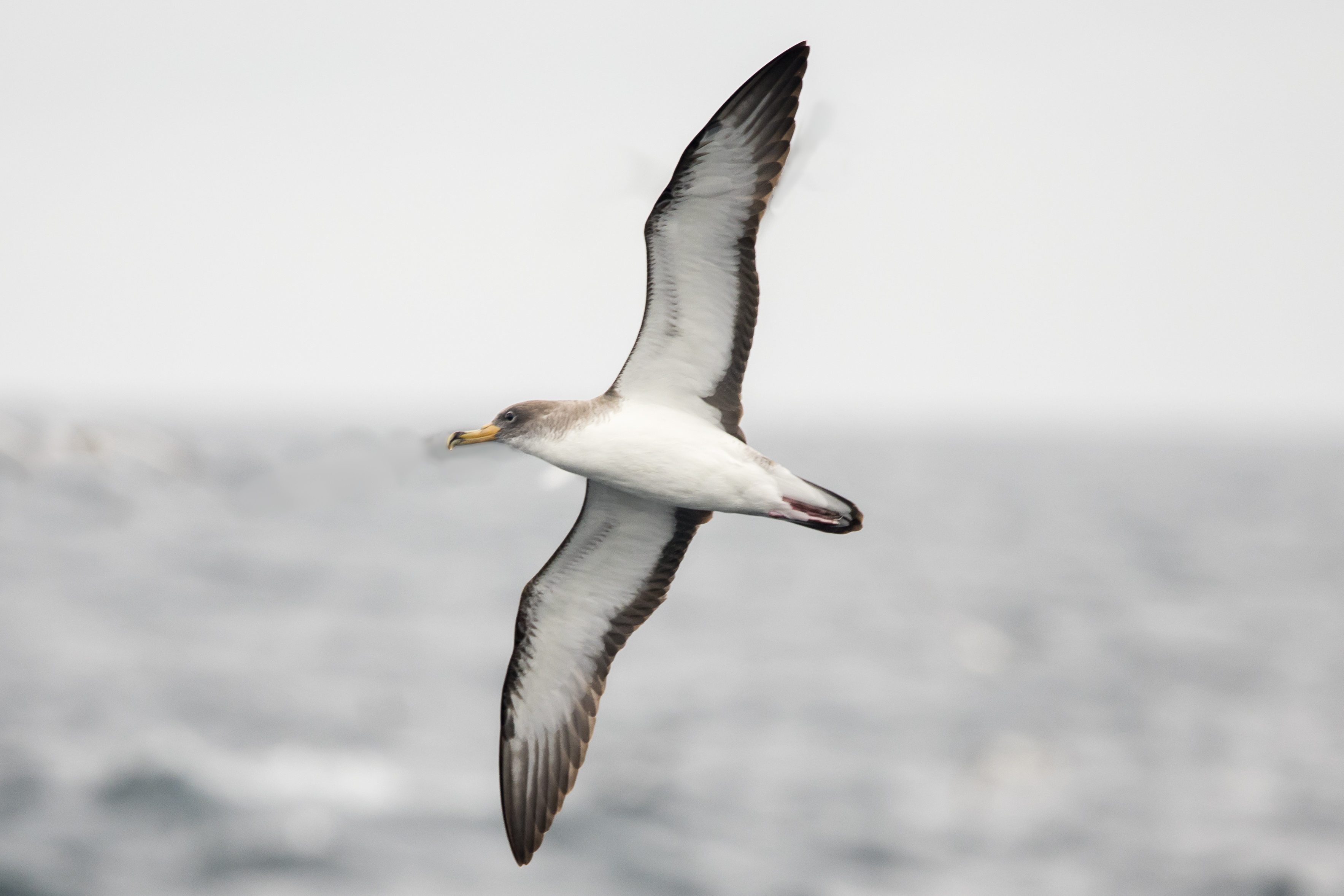 Scopoli's Shearwater by Ian Bollen - BirdGuides