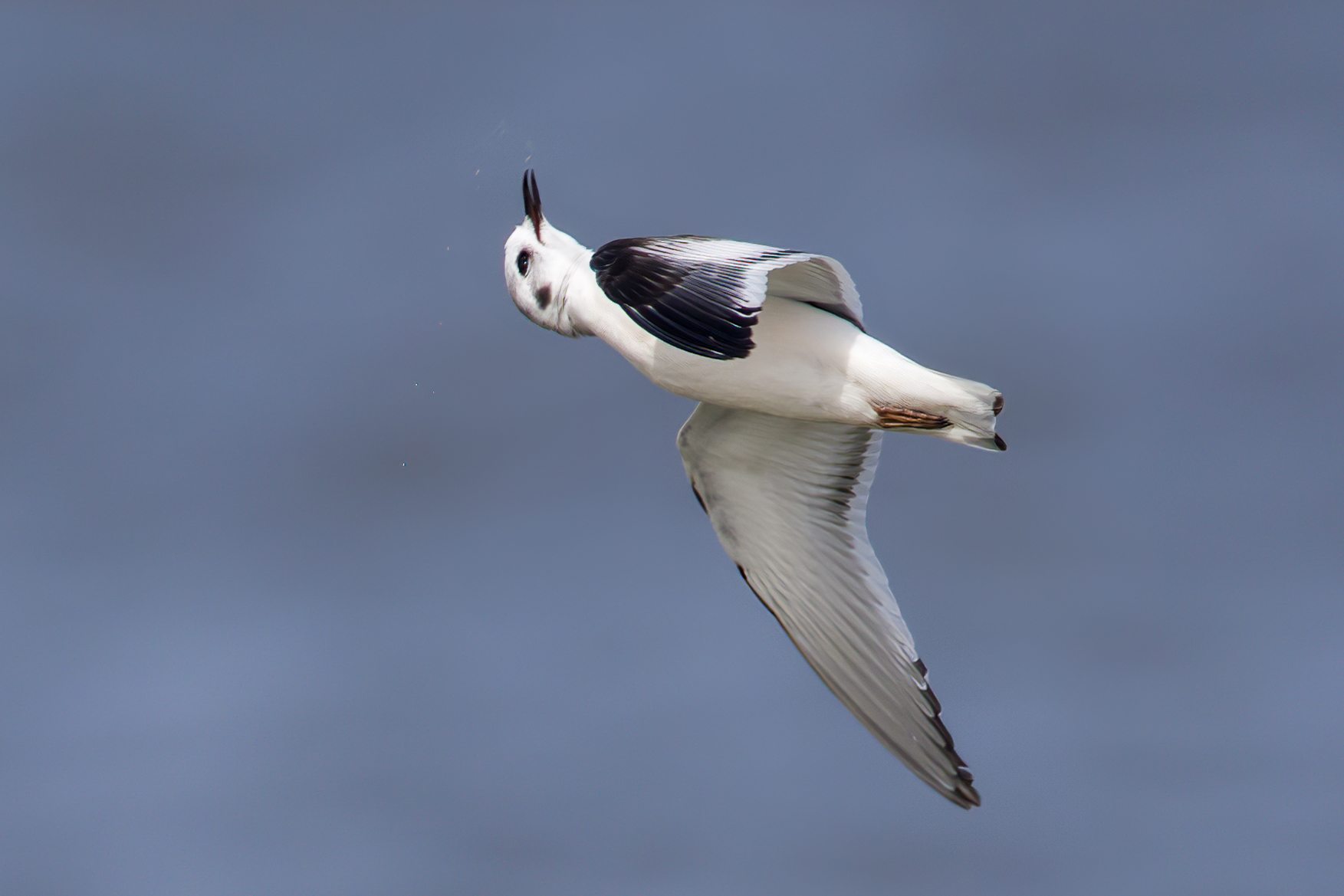 Little Gull by Ian Bollen - BirdGuides