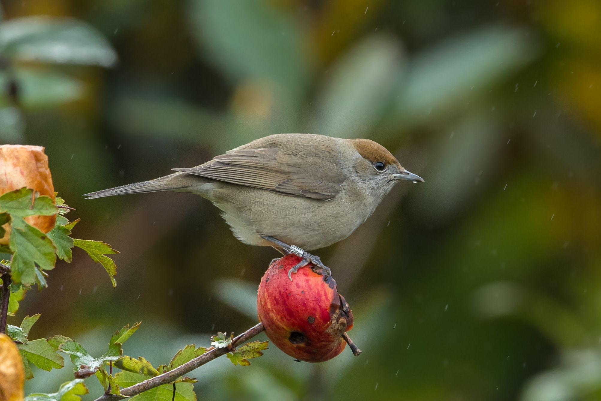 Blackcap by Ian Bollen - BirdGuides