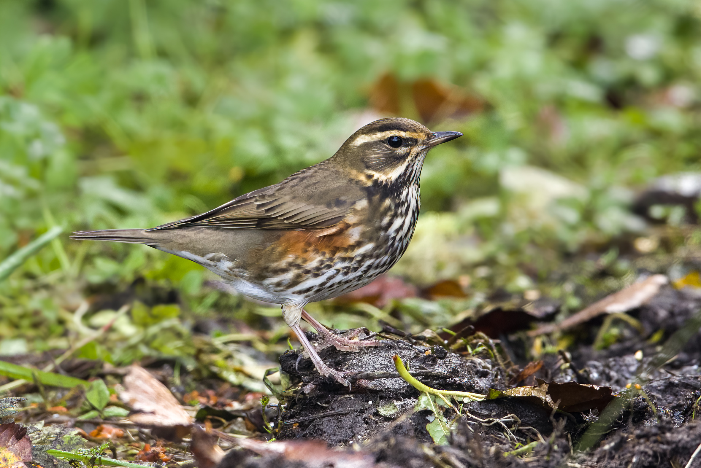 Redwing by Ian Bollen - BirdGuides